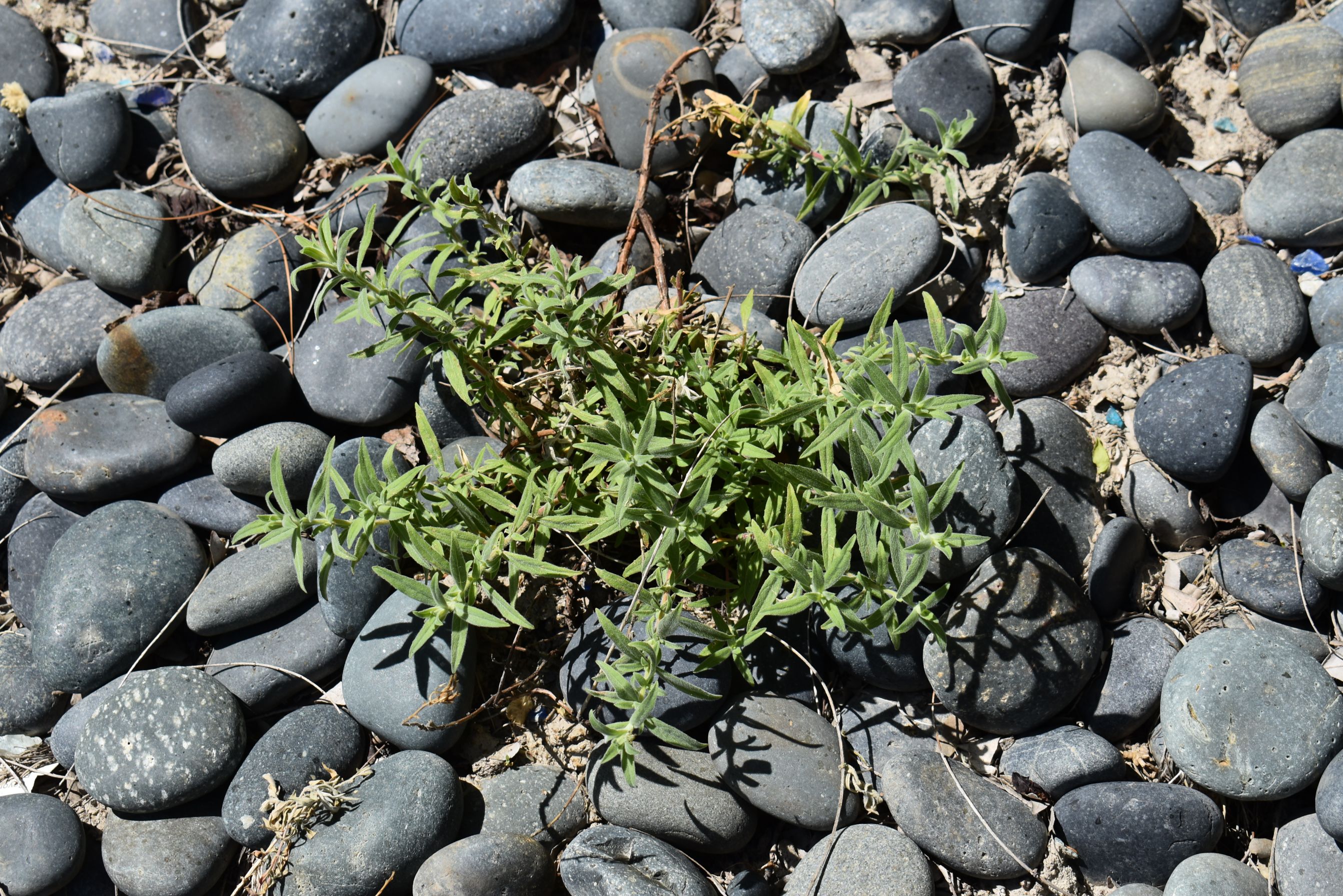 Marin Pink Hummingbird Trumpet