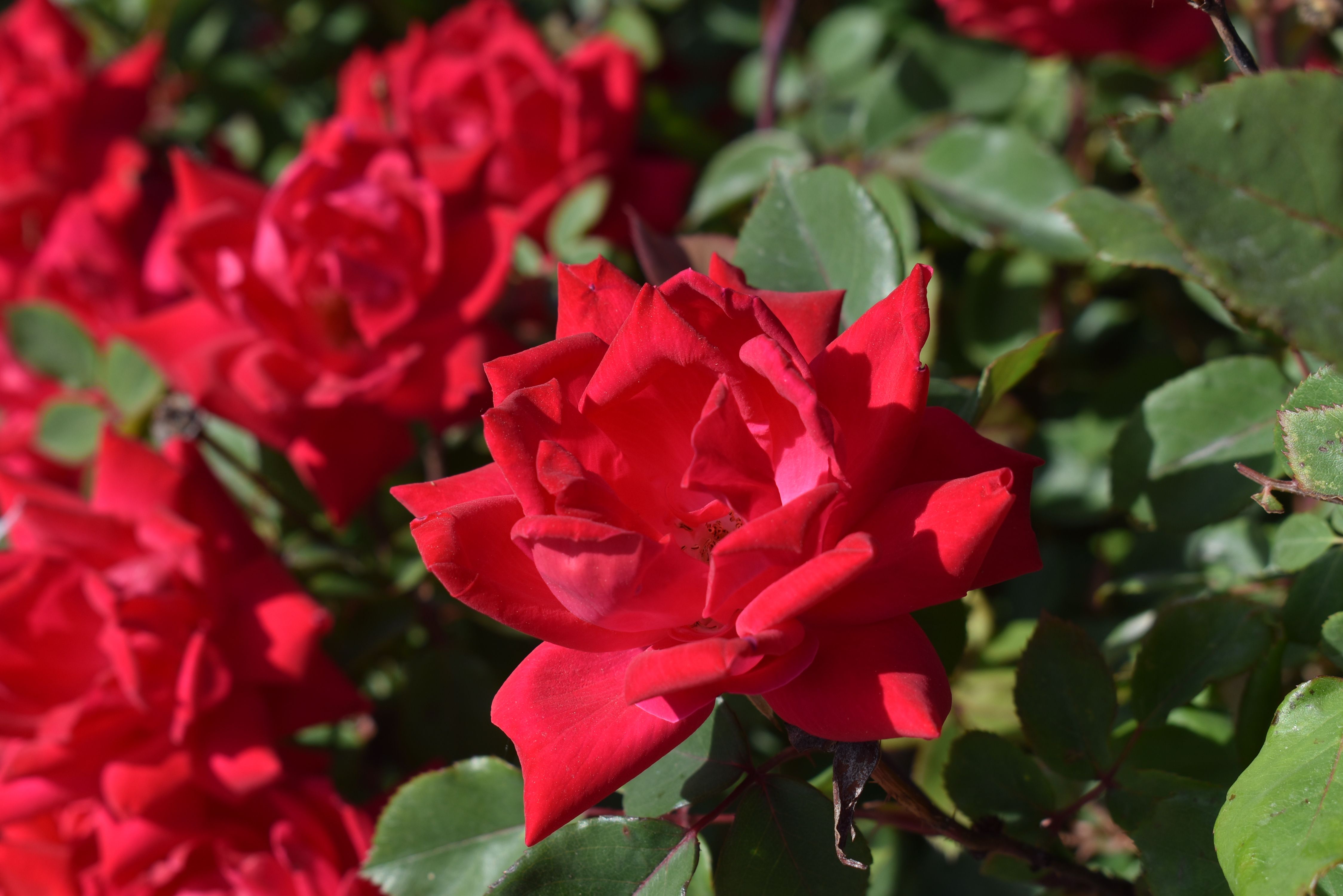 Red Double Knock Out Rose