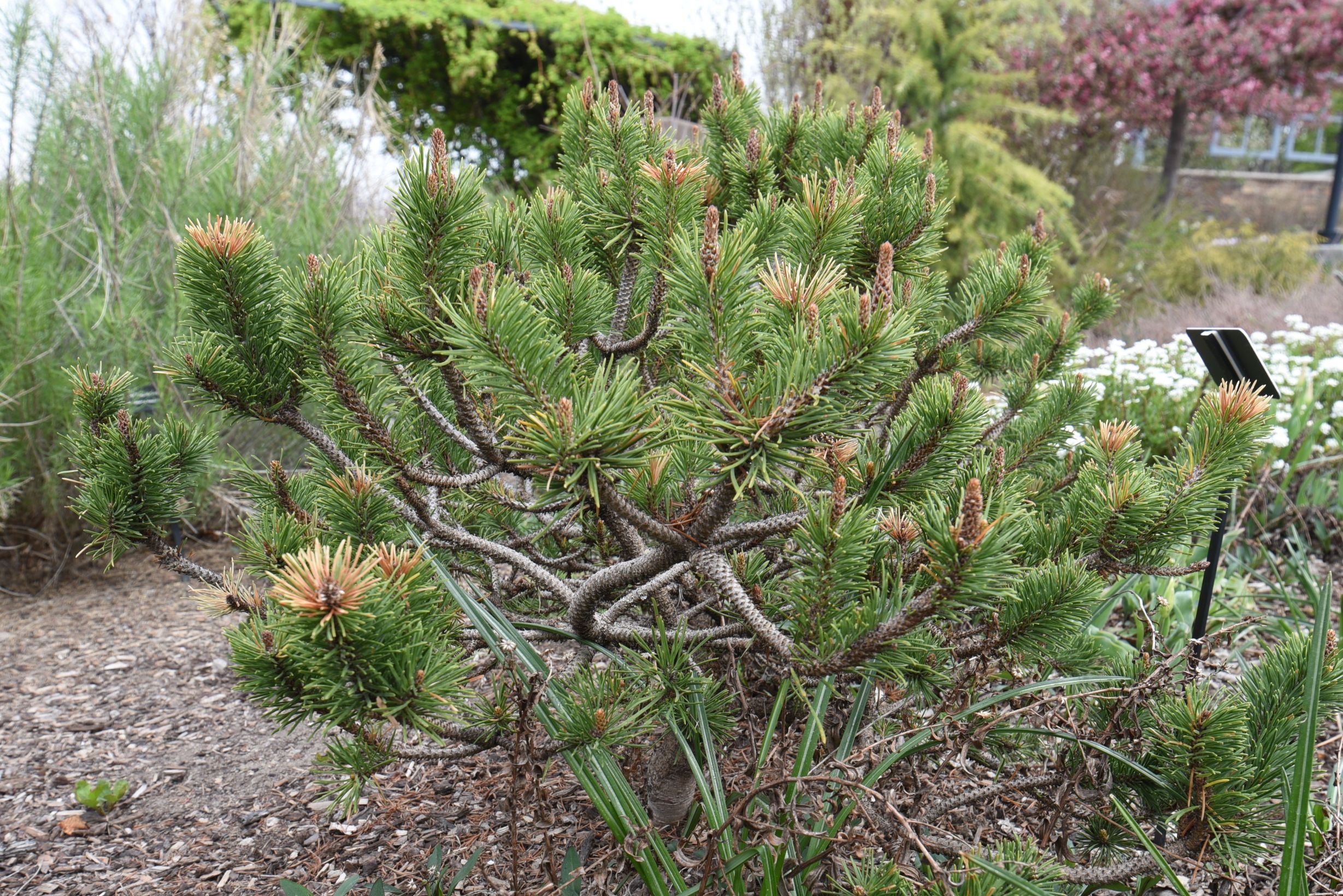 Spaan's Dwarf Shore Pine