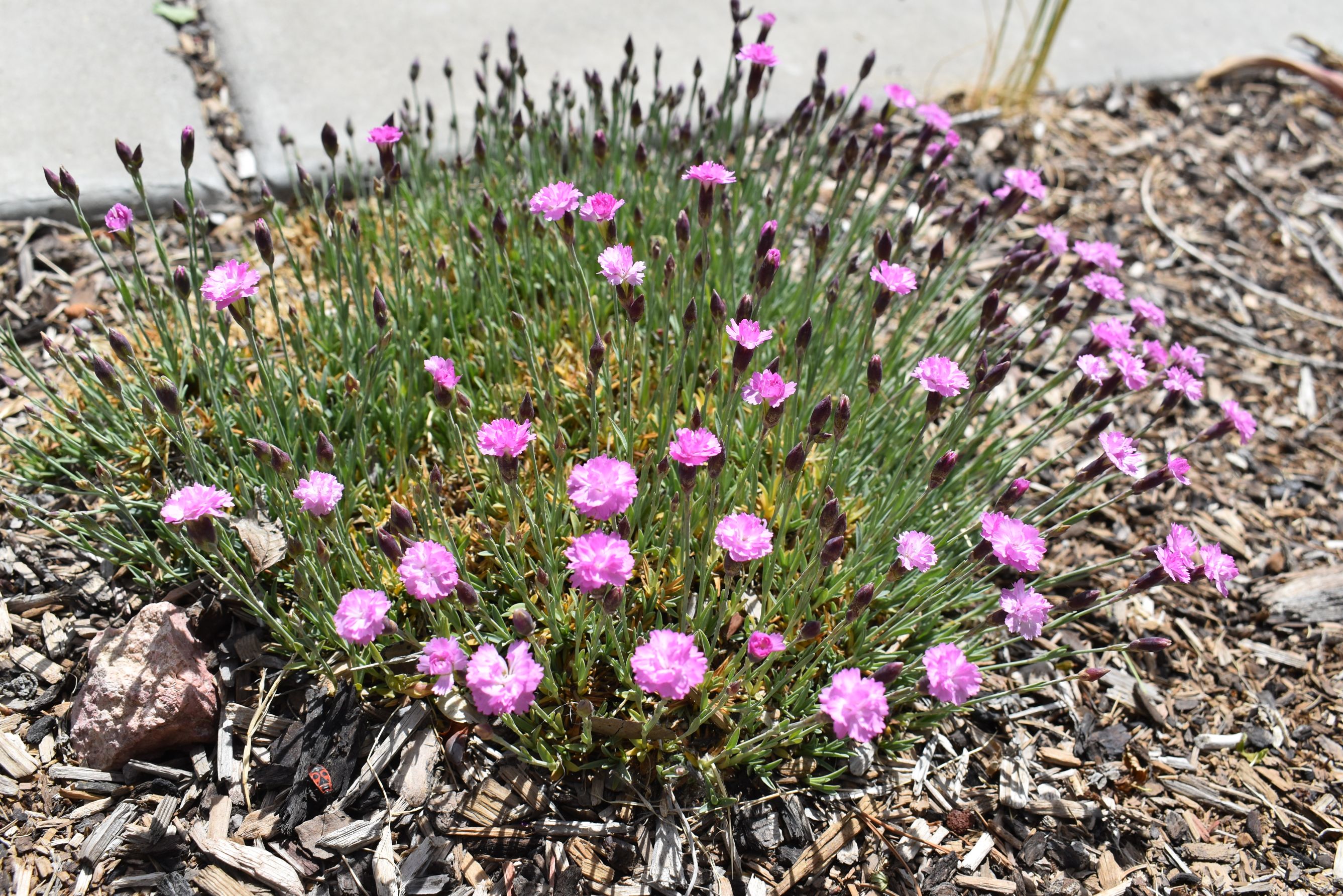 Tiny Rubies Maiden Pink