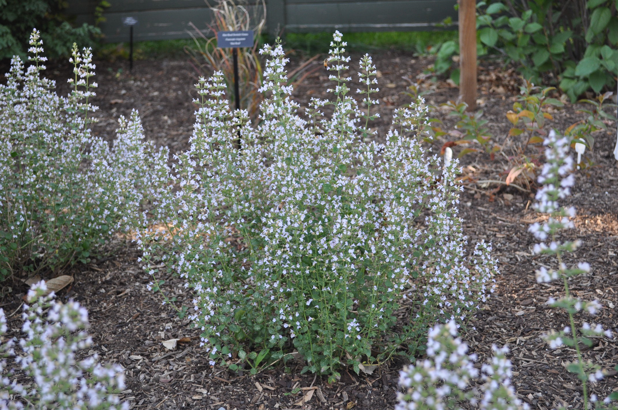 Calamint
