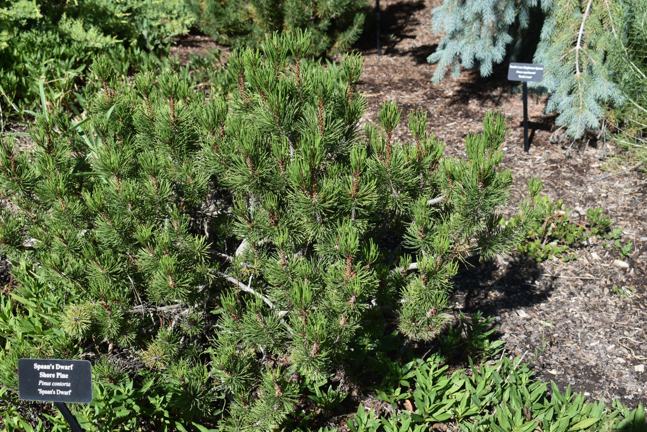 Spaan's Dwarf Shore Pine