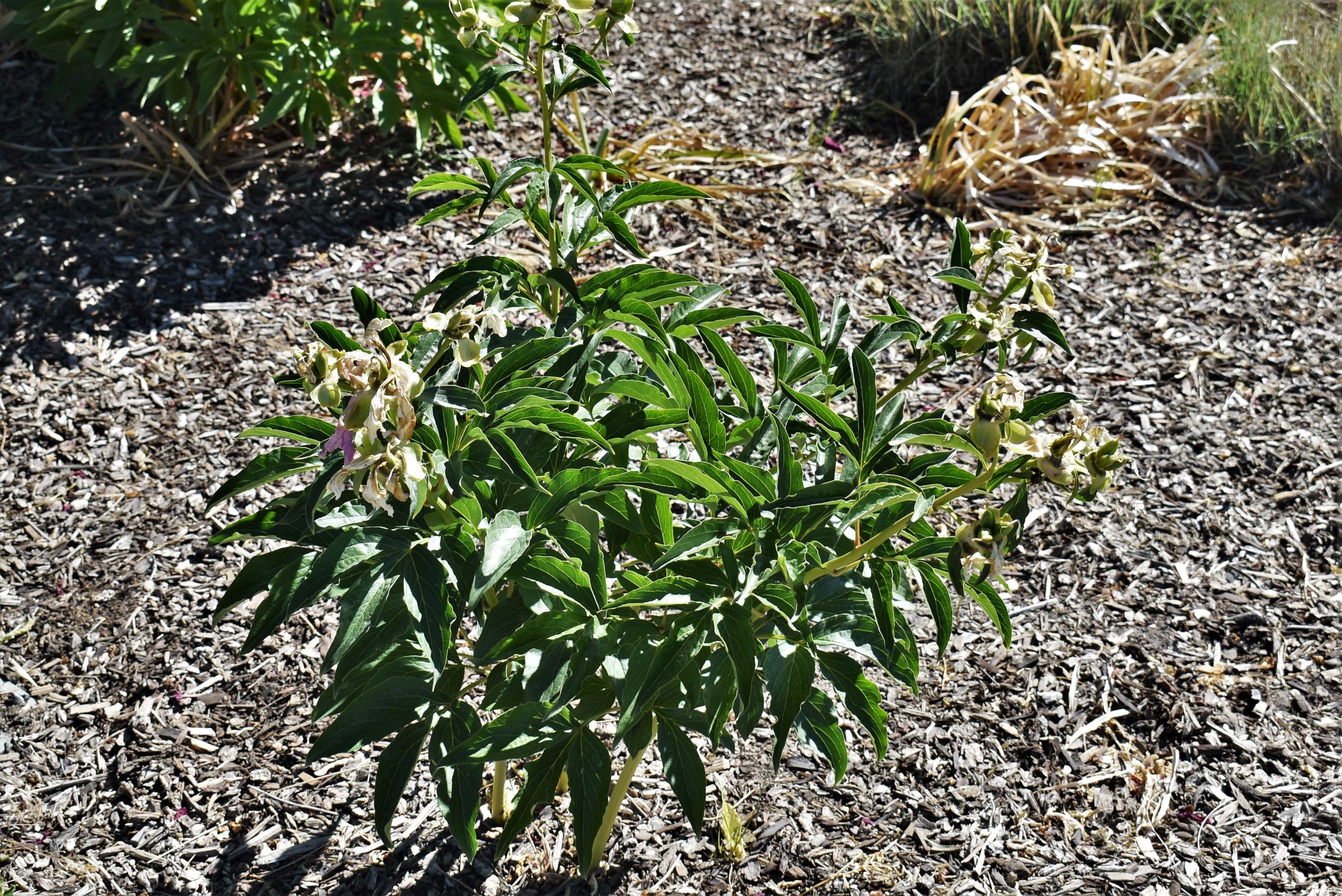 Sebastian Maas Peony