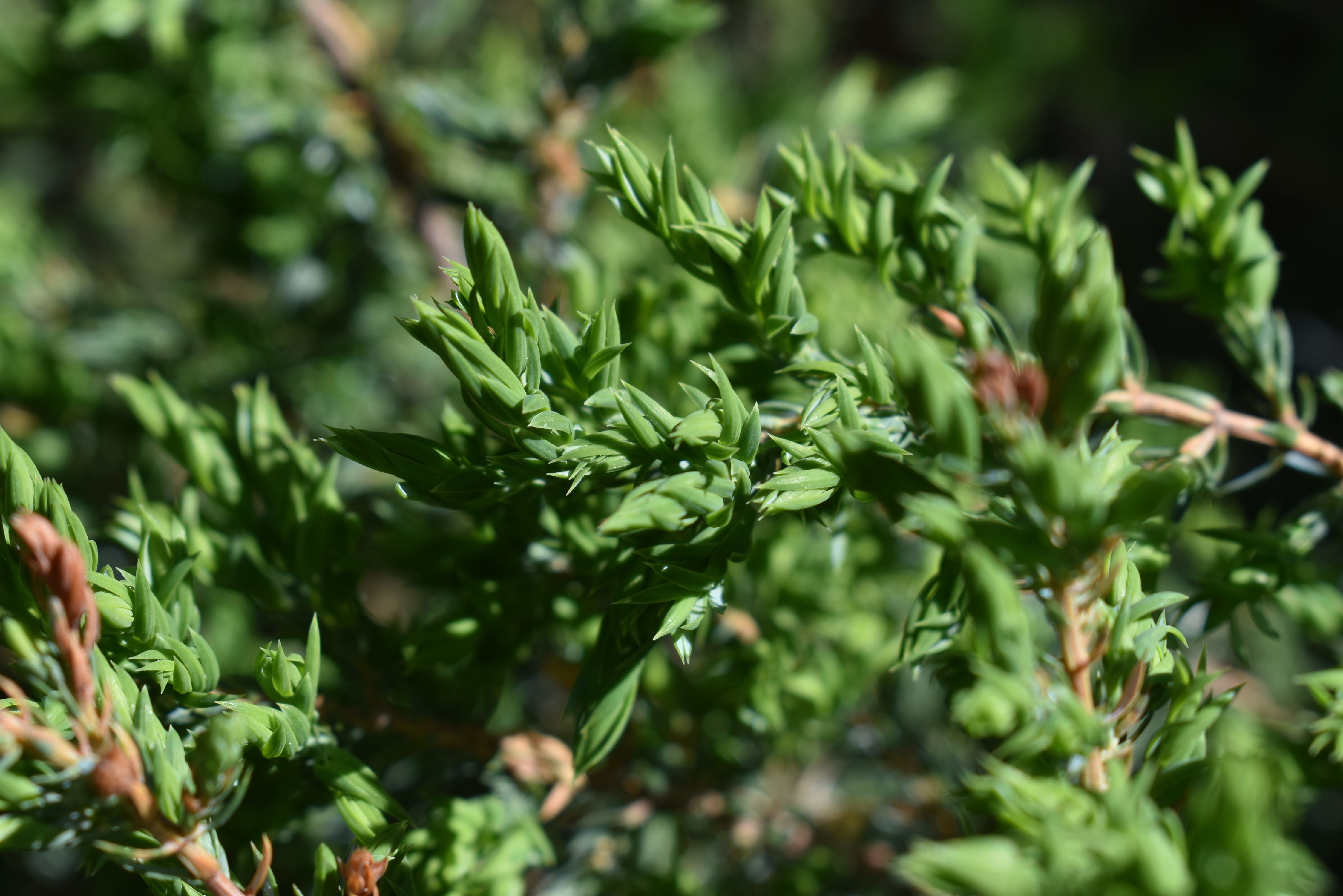 Repanda Common Juniper