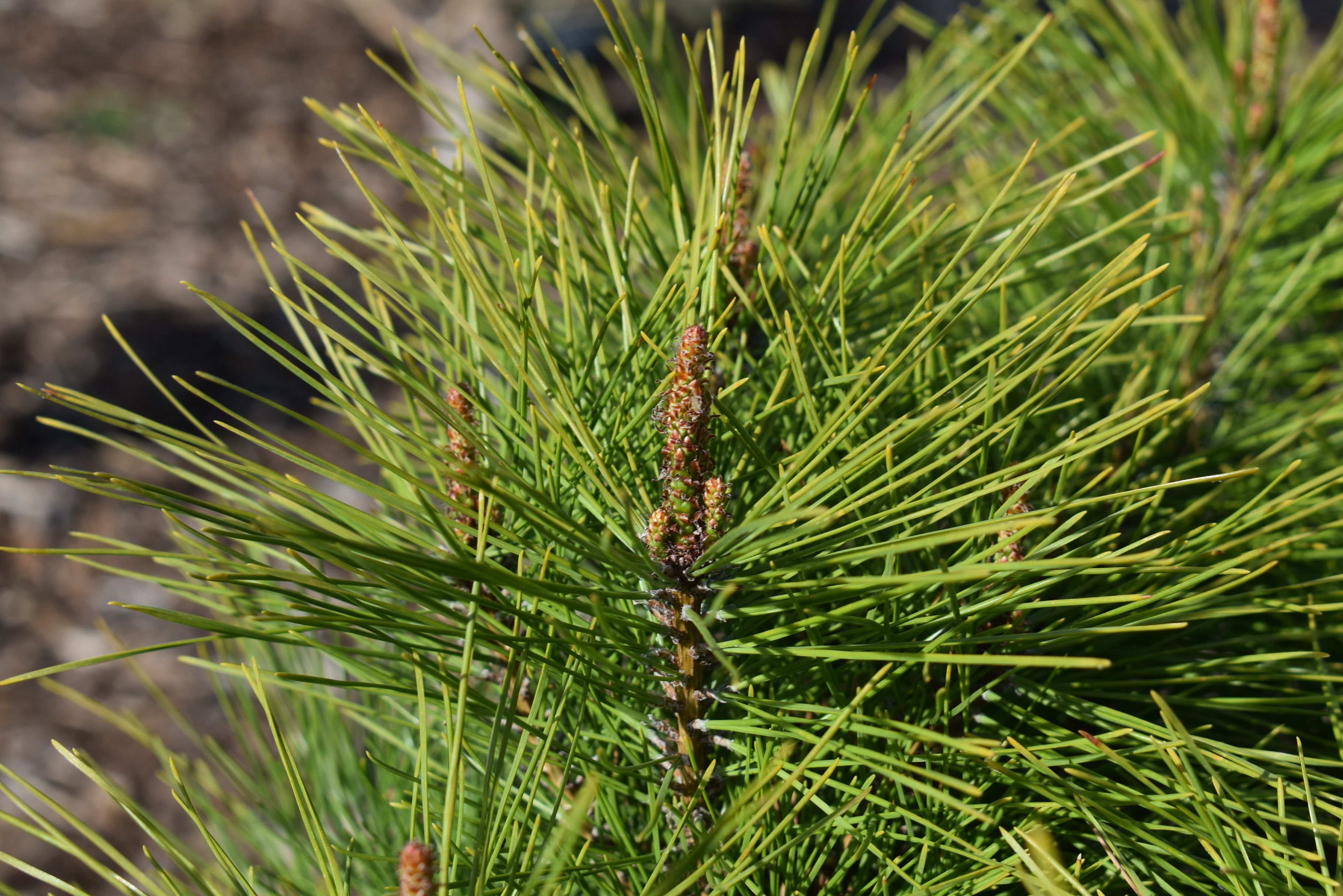Compact Tanyosho Japanese Red Pine