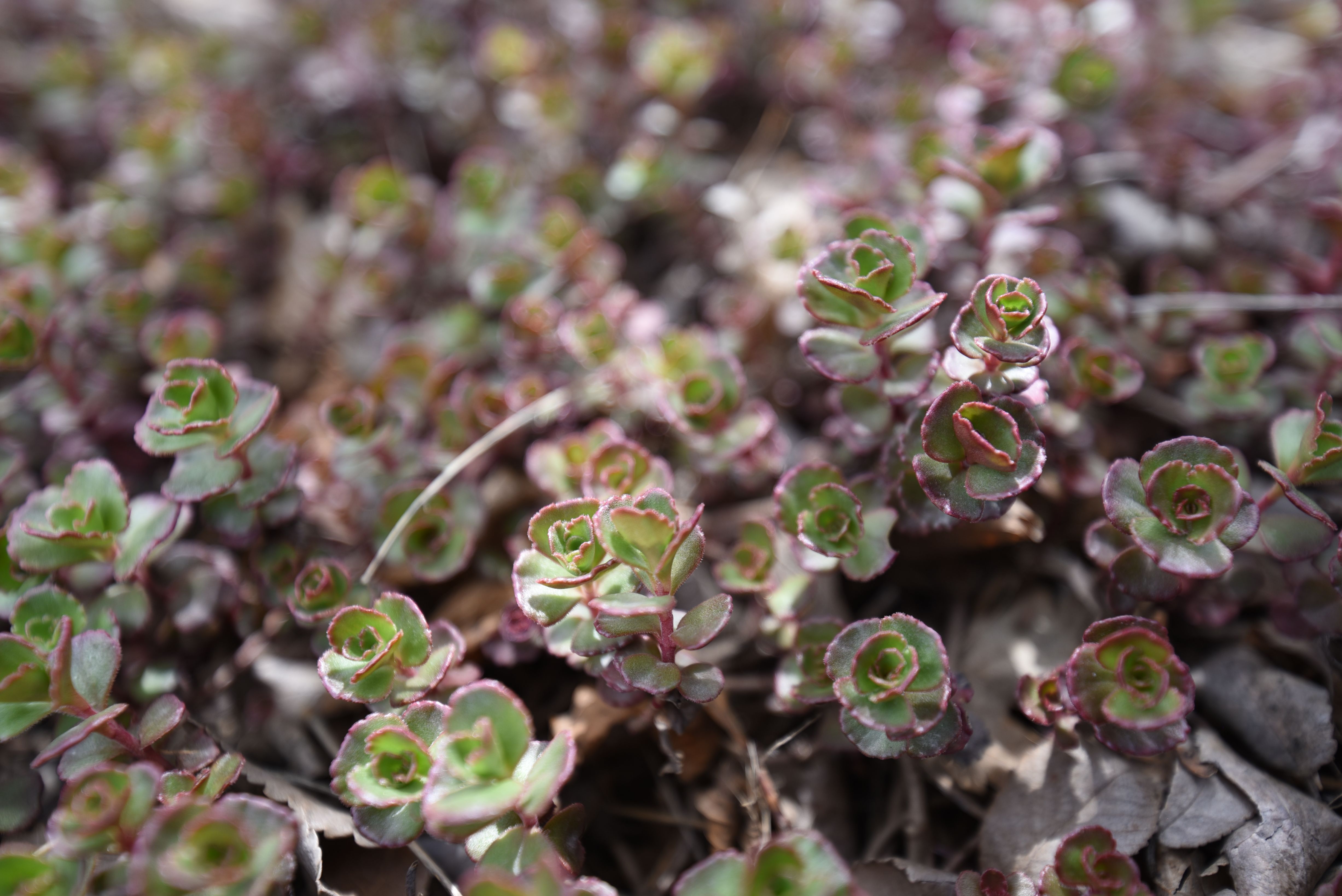 Ruby Mantle Stonecrop