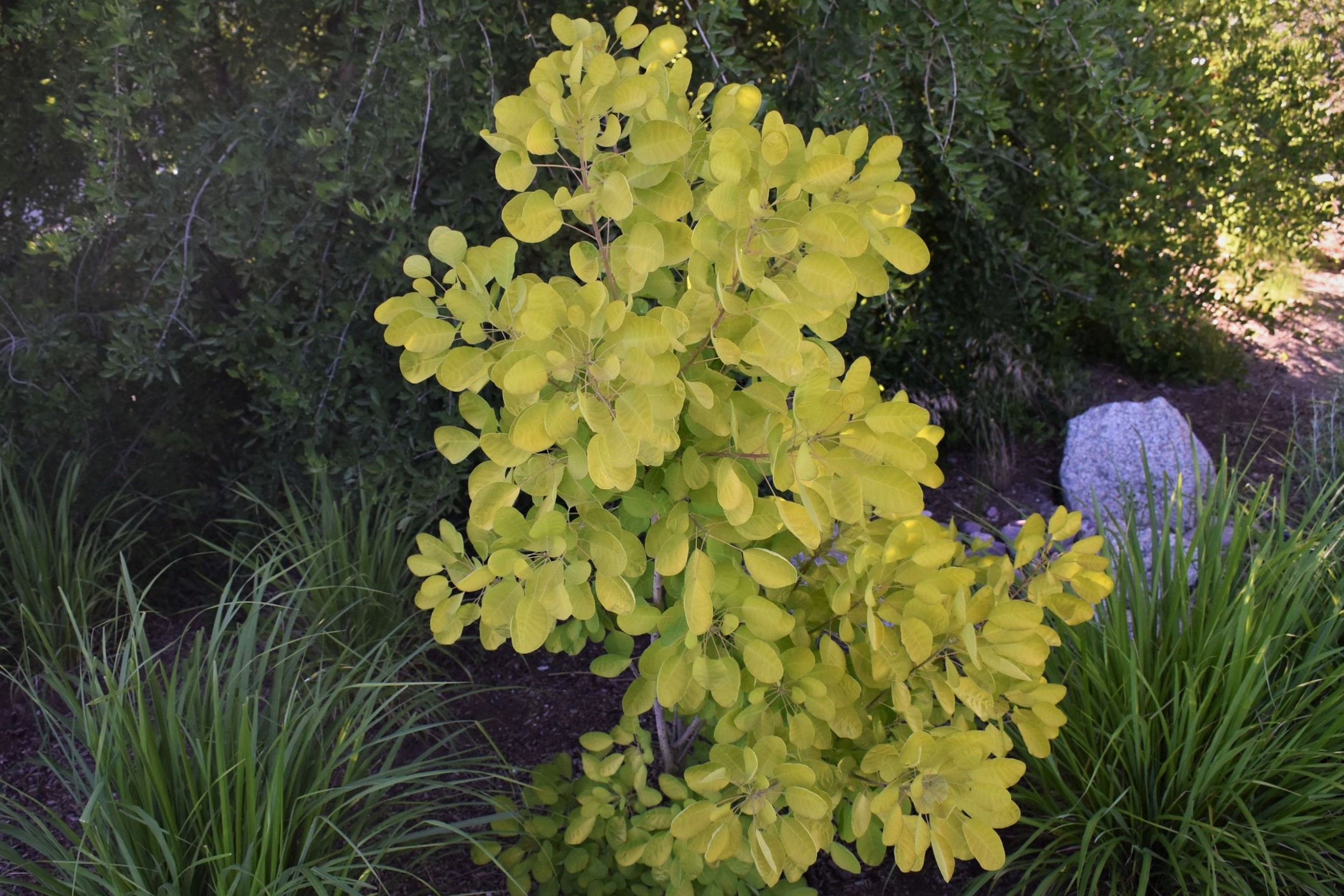 Winecraft Gold Smoketree