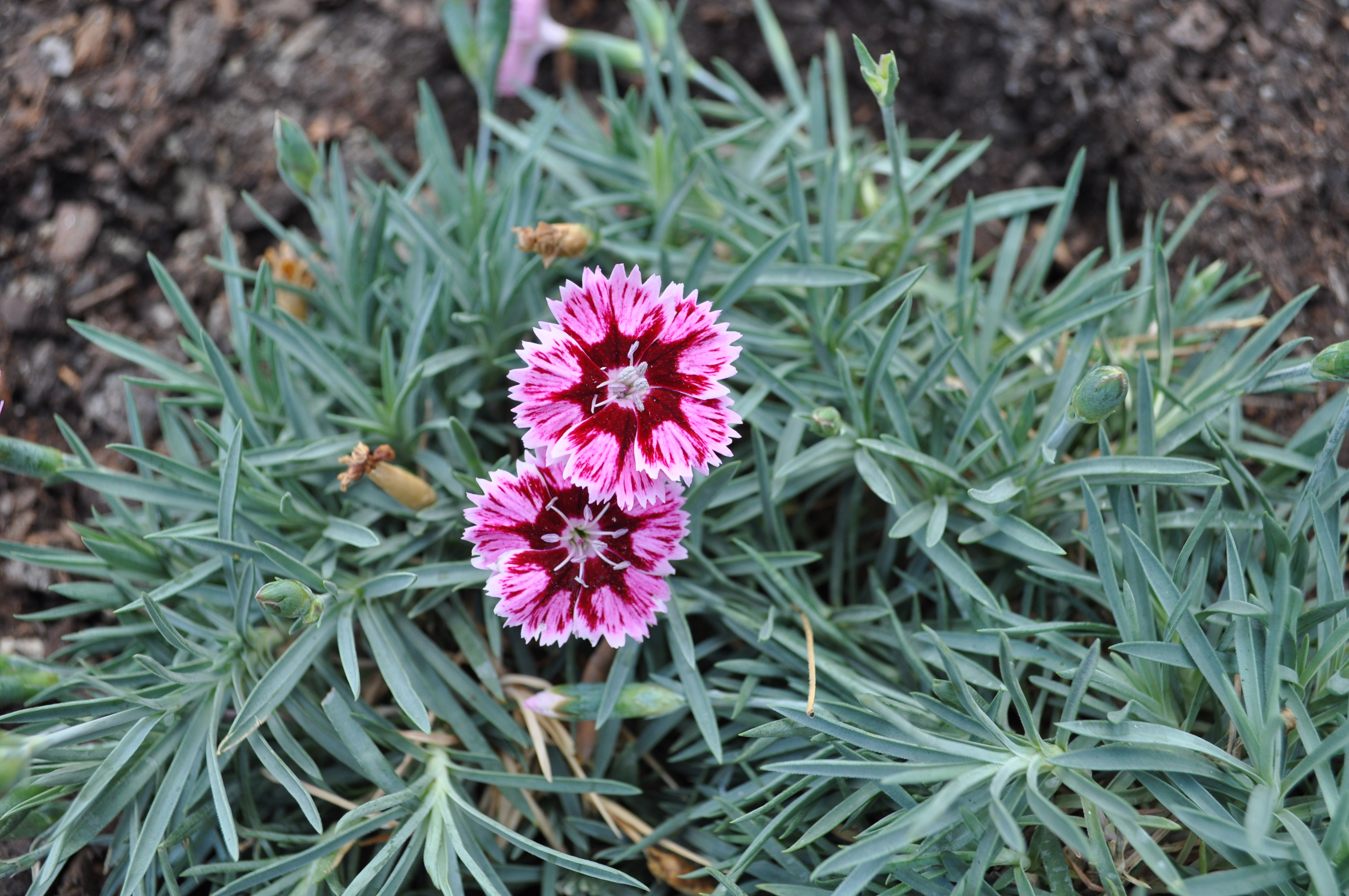 Whetman Star Single Superstar Dianthus