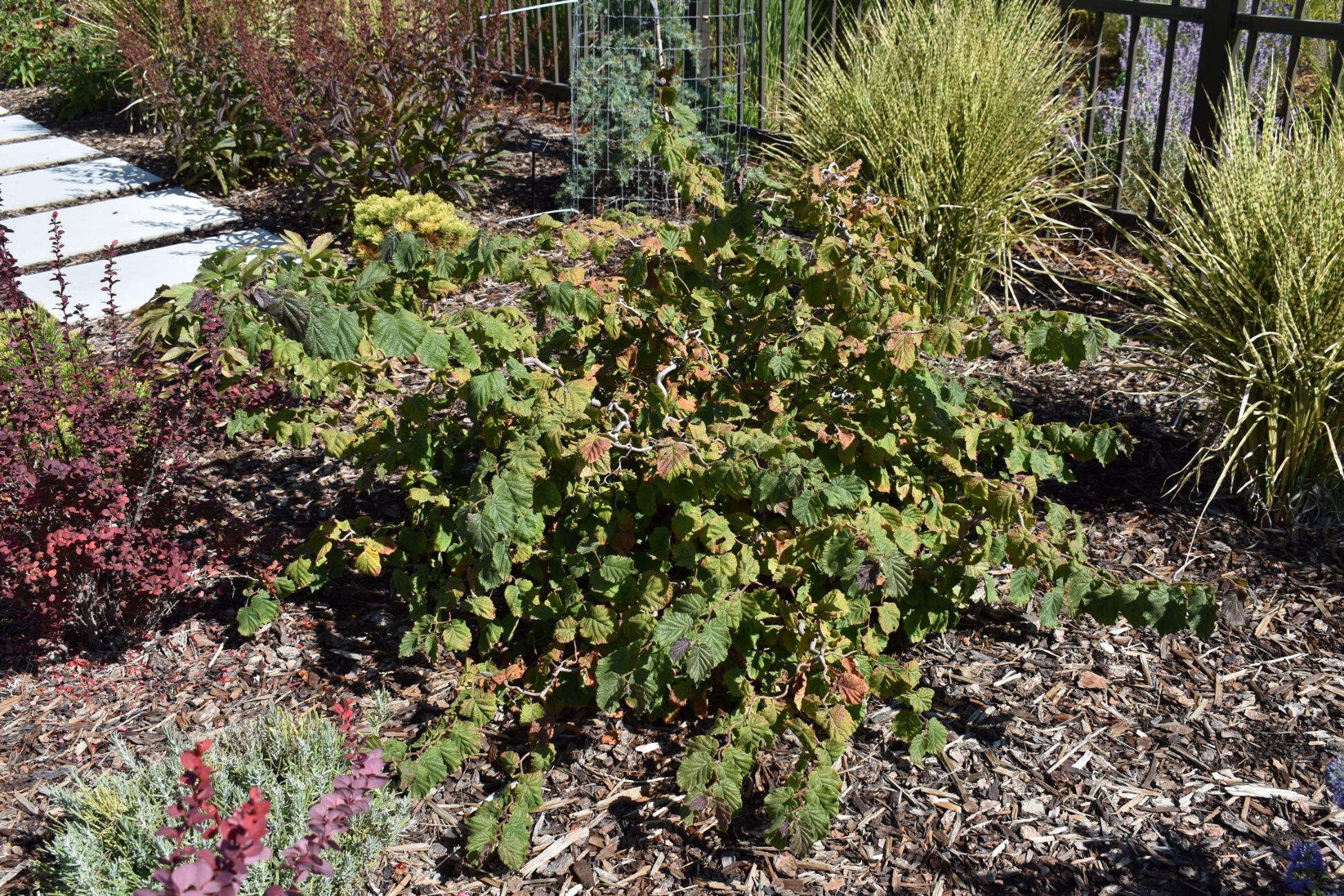 Red Dragon Ornamental Hazelnut