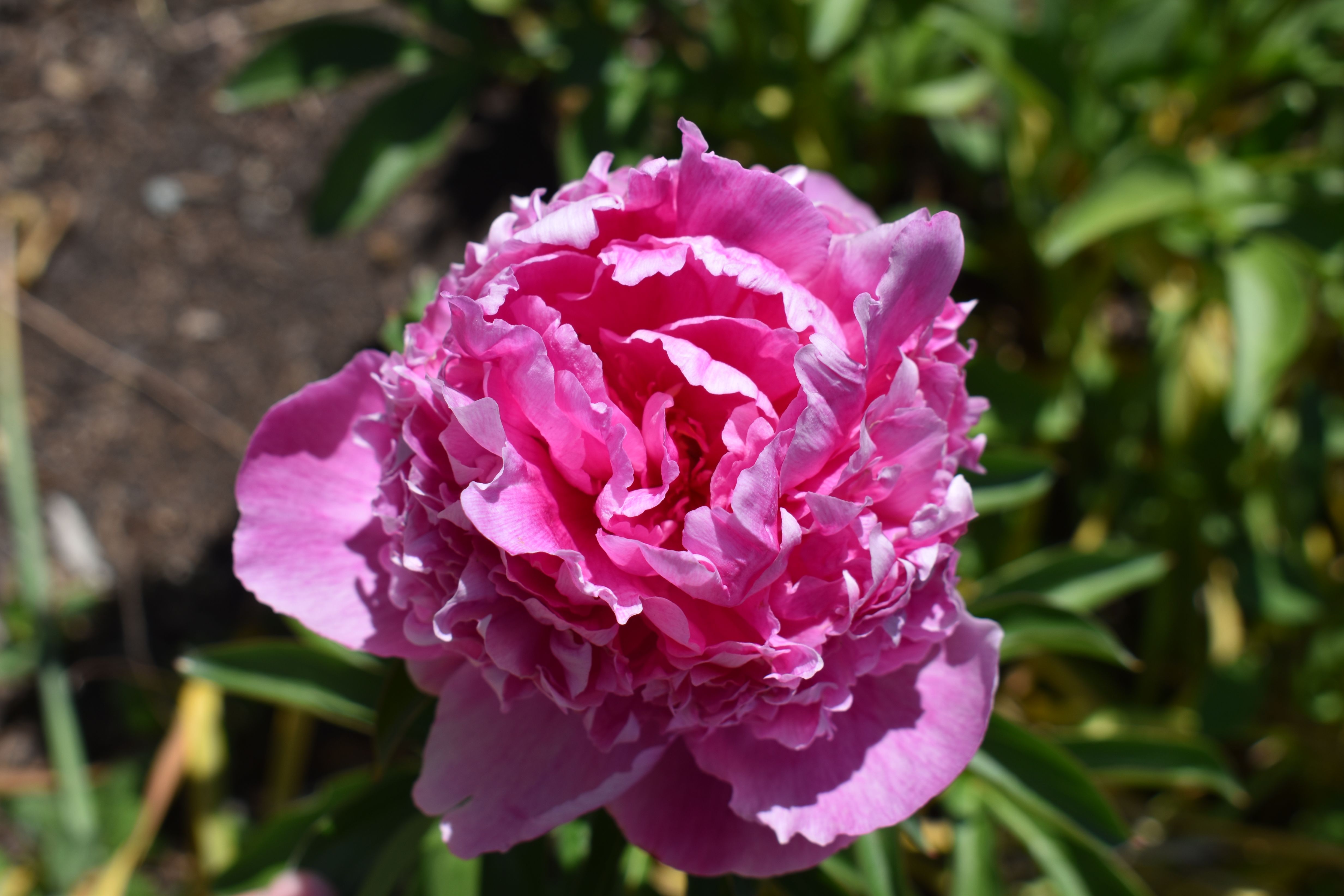 Sebastian Maas Peony