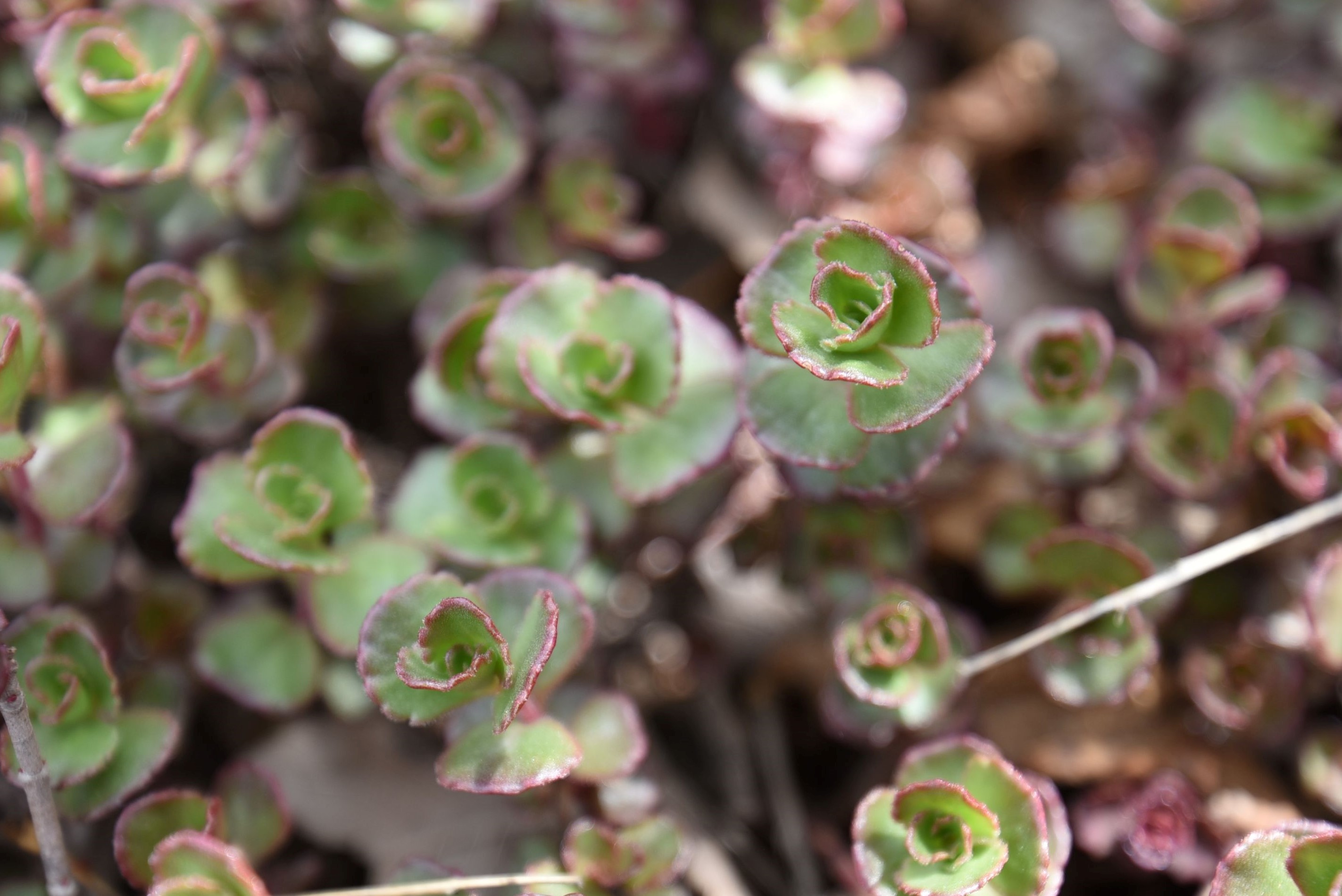Ruby Mantle Stonecrop