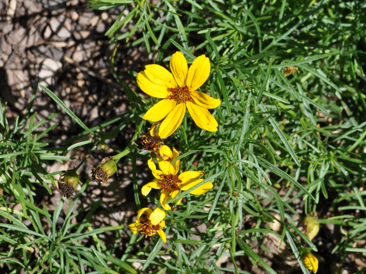 Imperial Sun Coreopsis