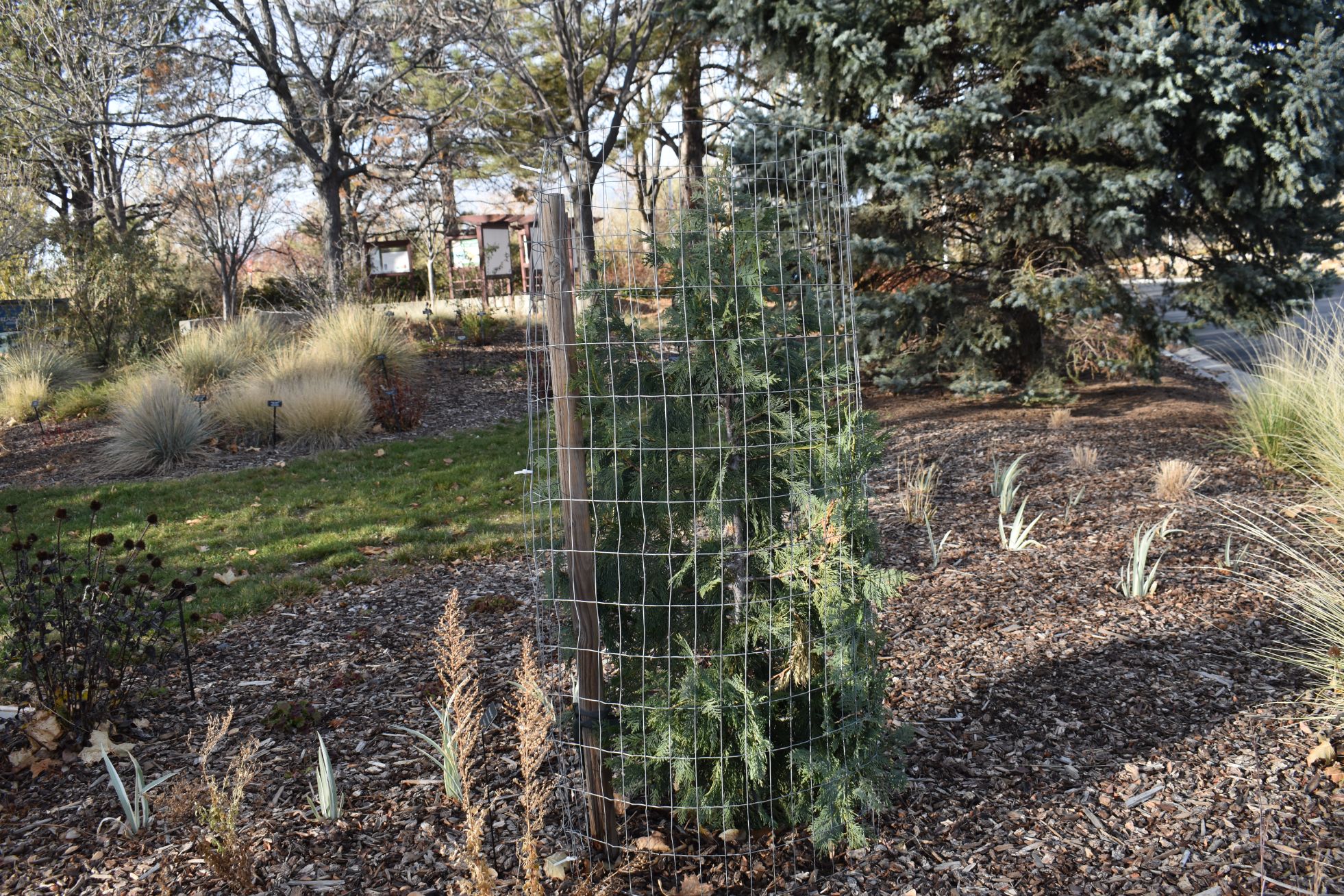 Weeping Alaskan Cedar