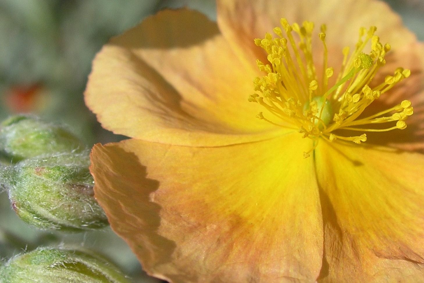 Cheviot Sun Rose