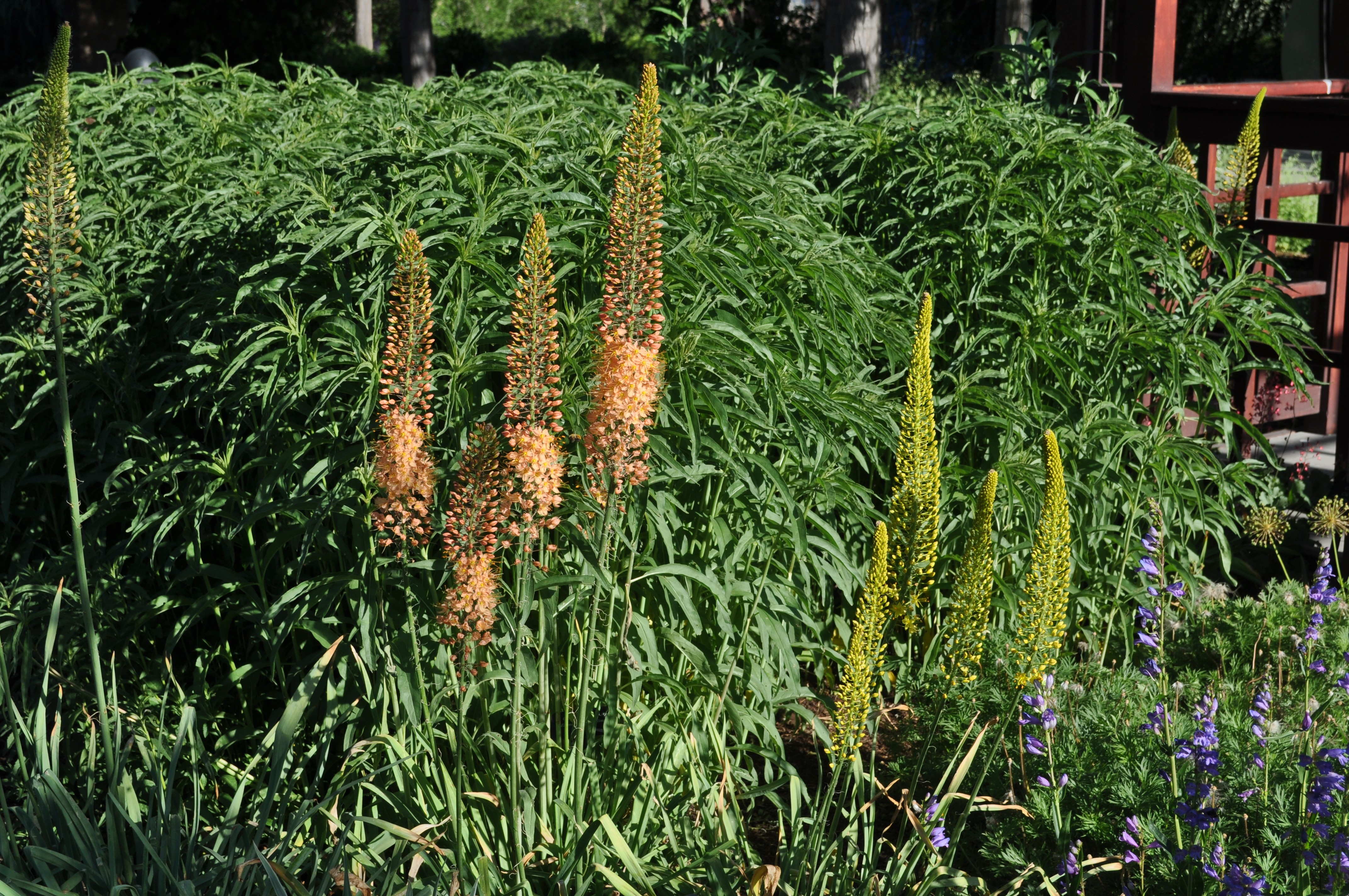 Foxtail Lily Hybrid Mix