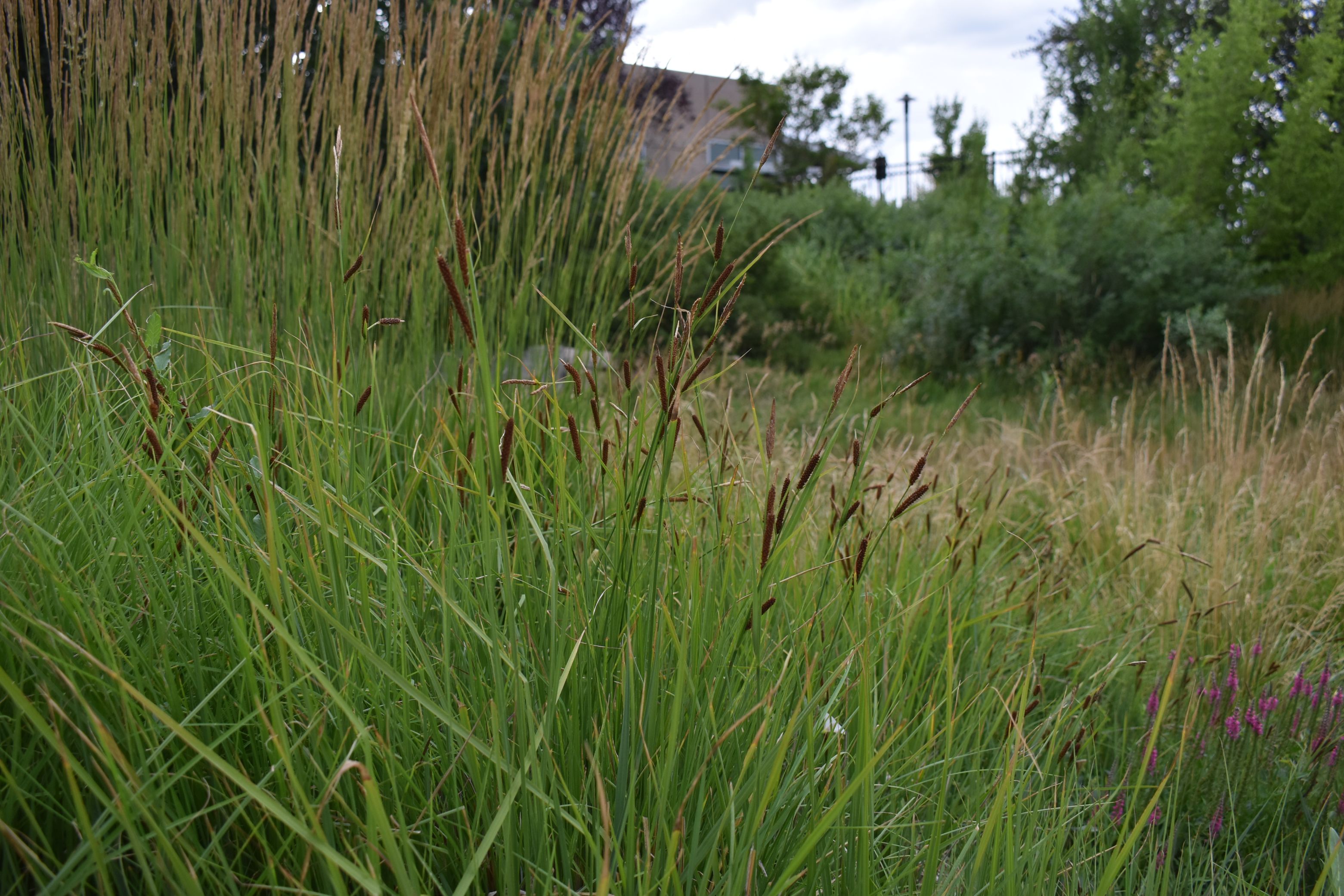 Nebraska Sedge