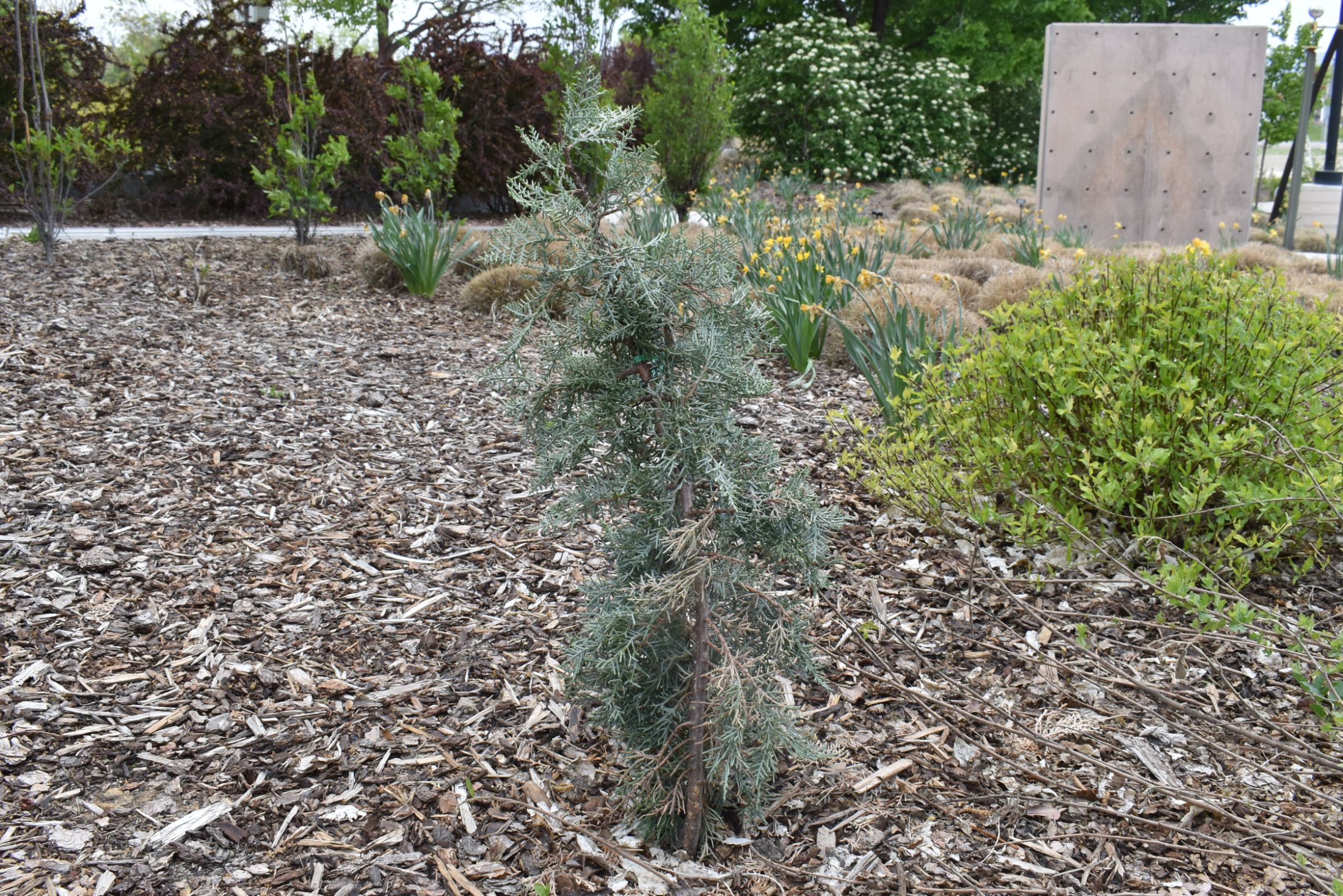 CRYSTAL FROST Arizona Cypress