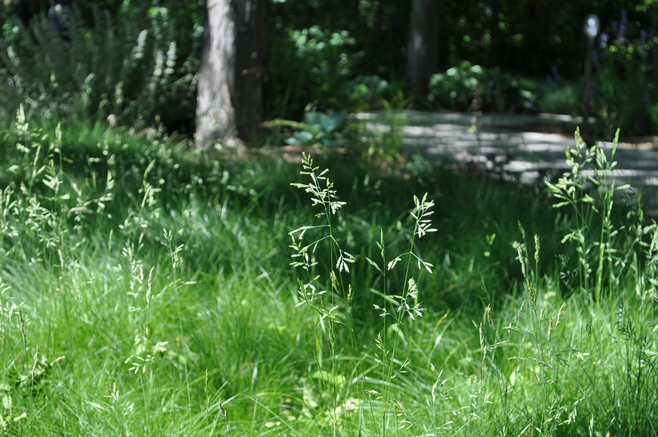 Let It Bee Lawn Mix