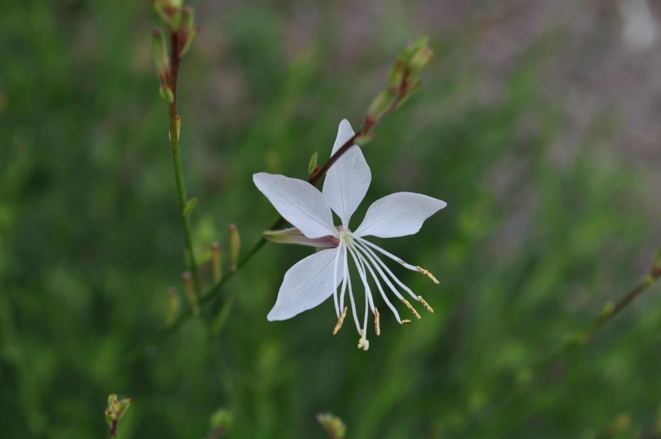 Ballerina White Wand Flower