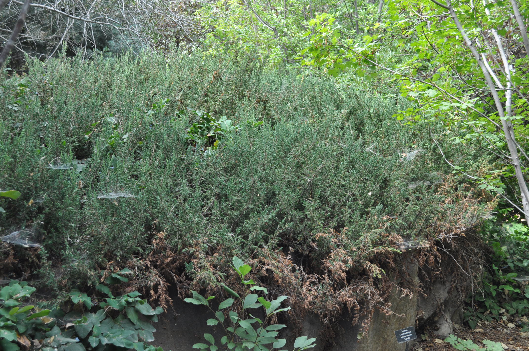 Repanda Common Juniper