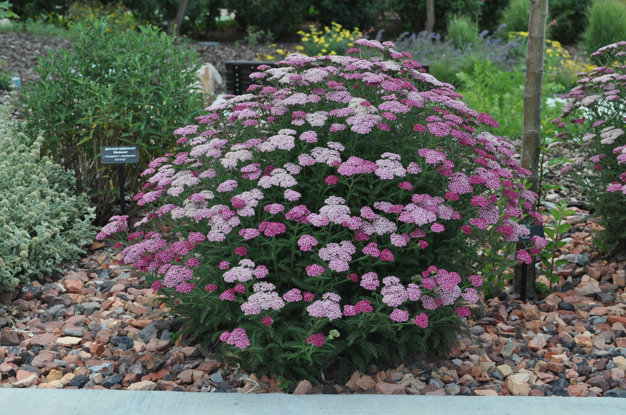 New Vintage Violet Yarrow Achillea millefolium 'Balvinolet'