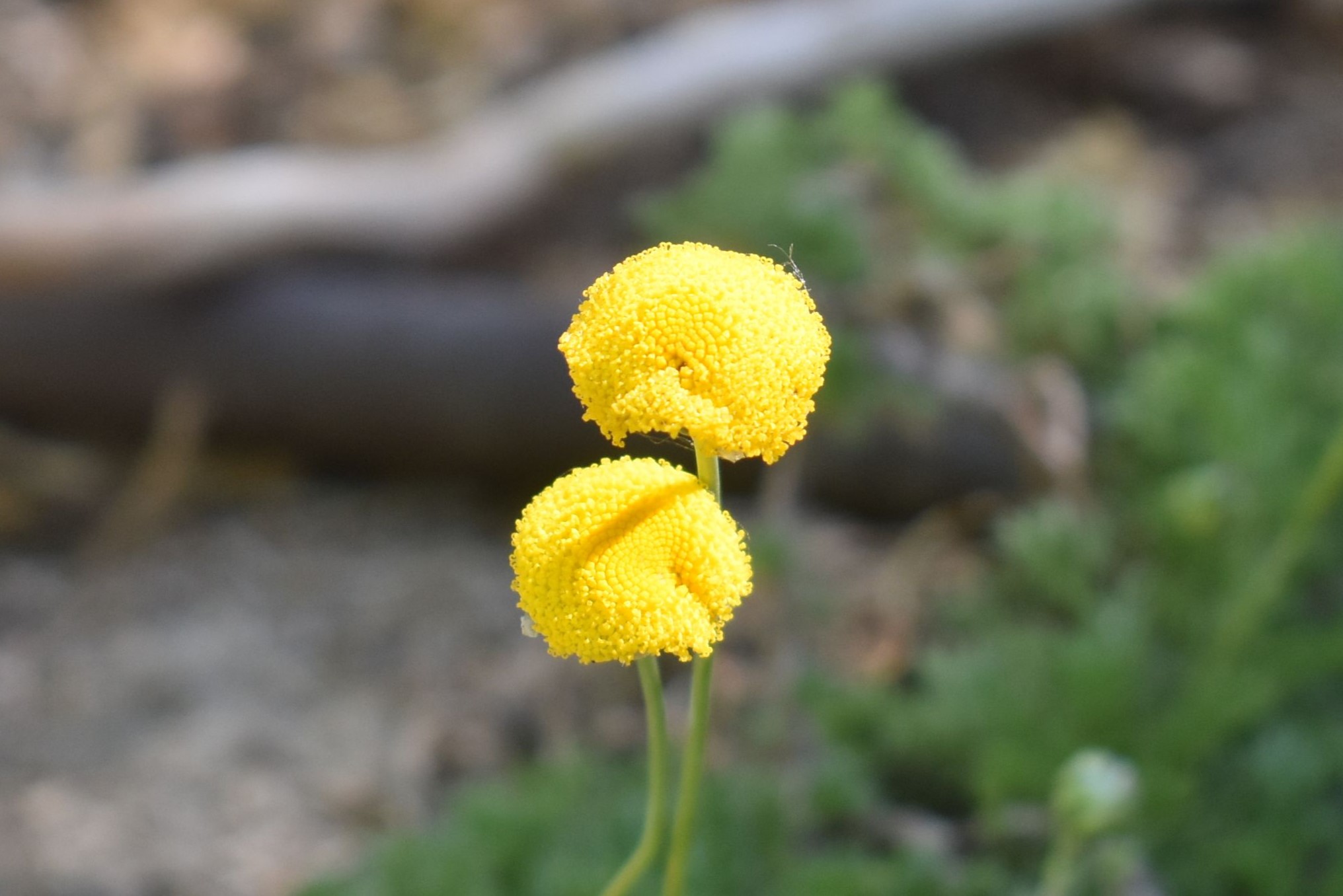Creeping Gold Buttons
