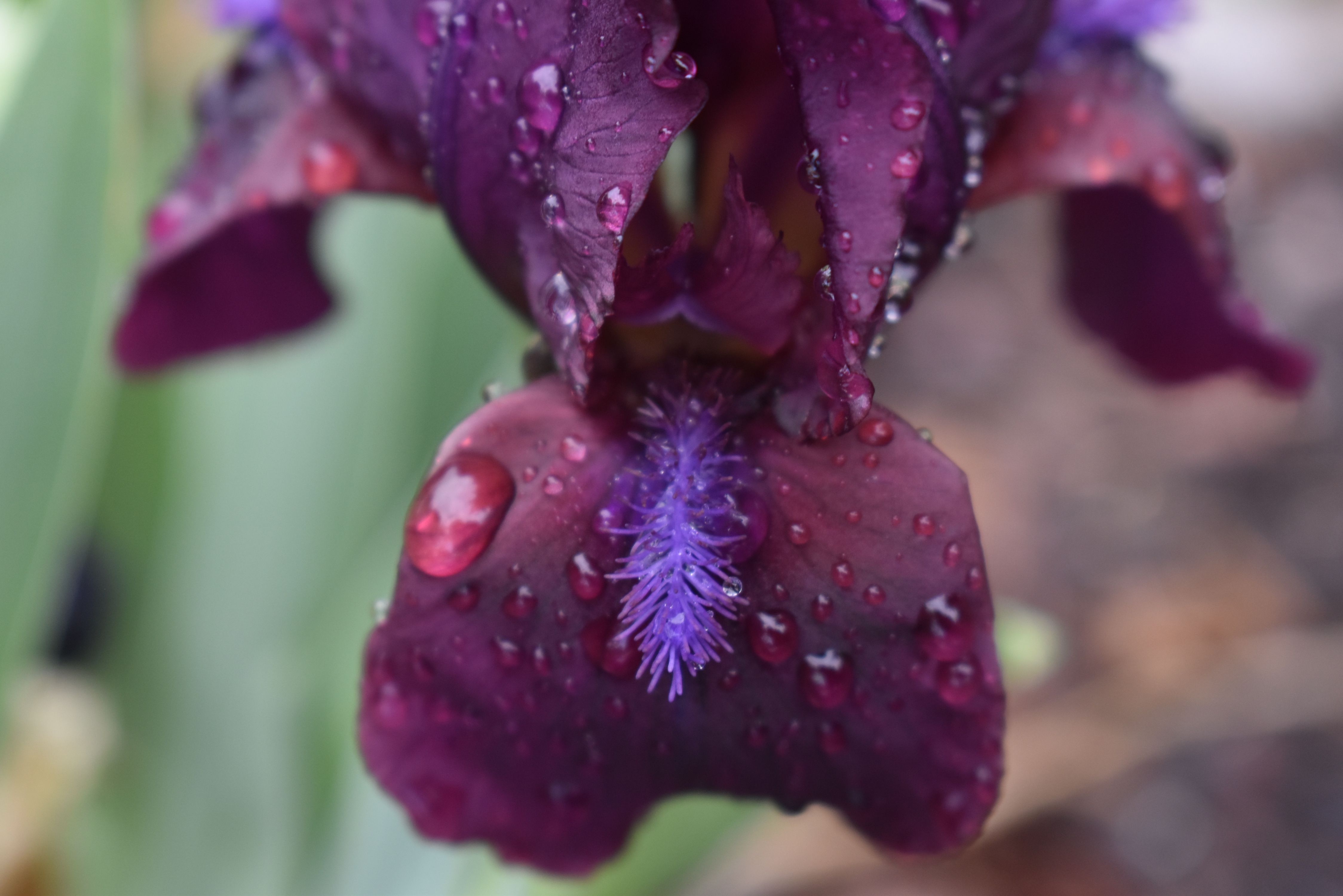 Cherry Garden Bearded Iris