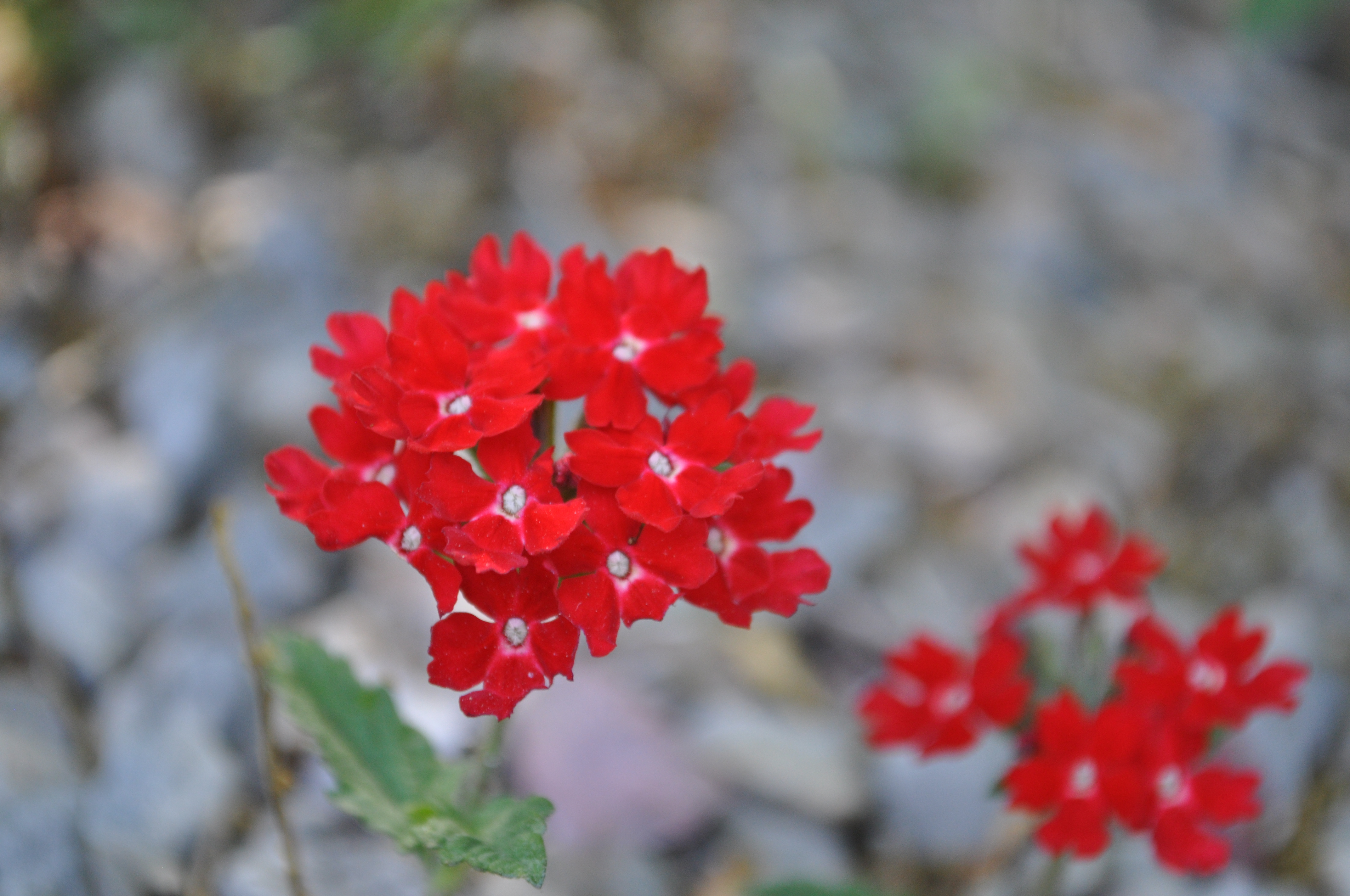 Red Devil Perennial Verbena