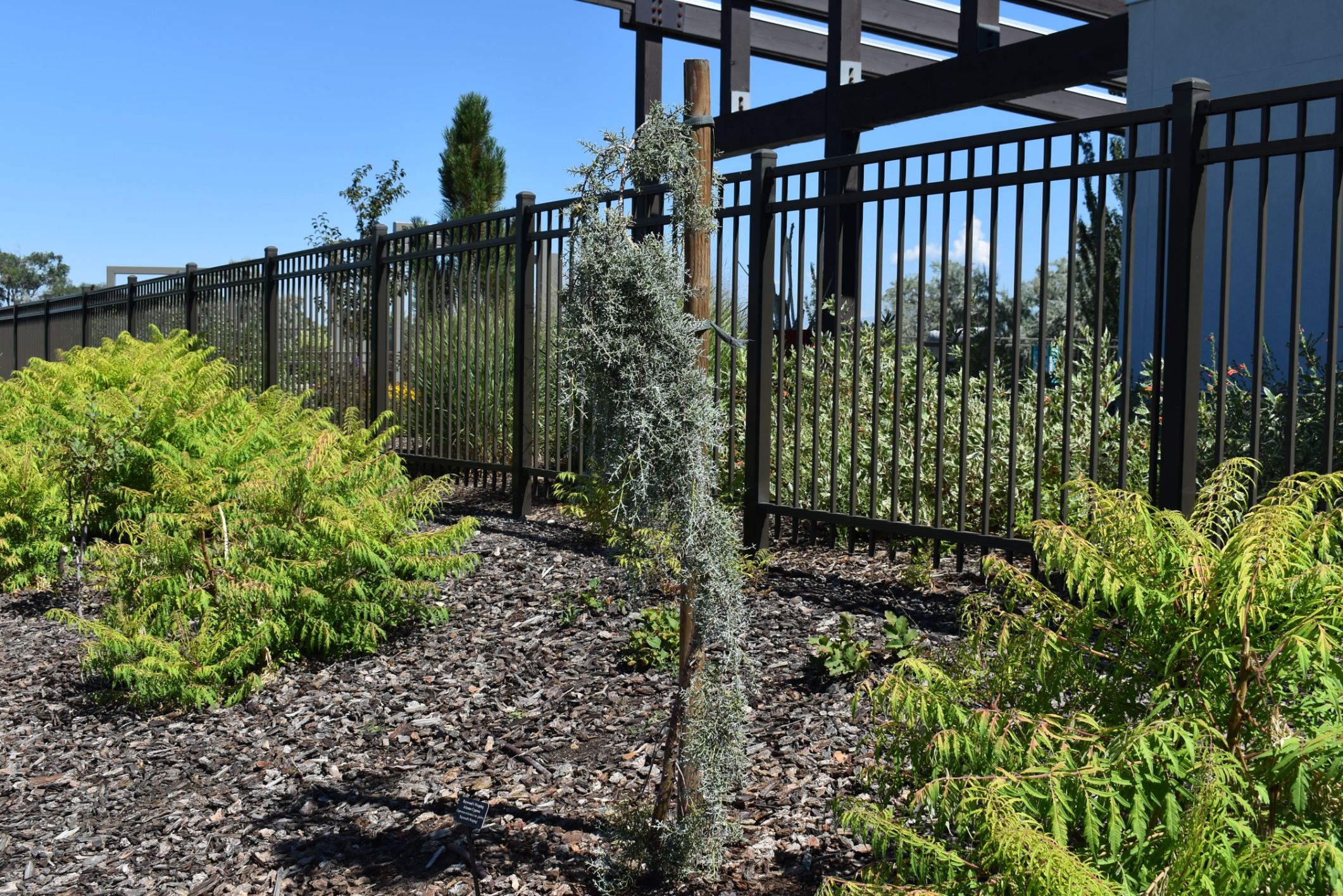 Raywood's Weeping Arizona Cypress