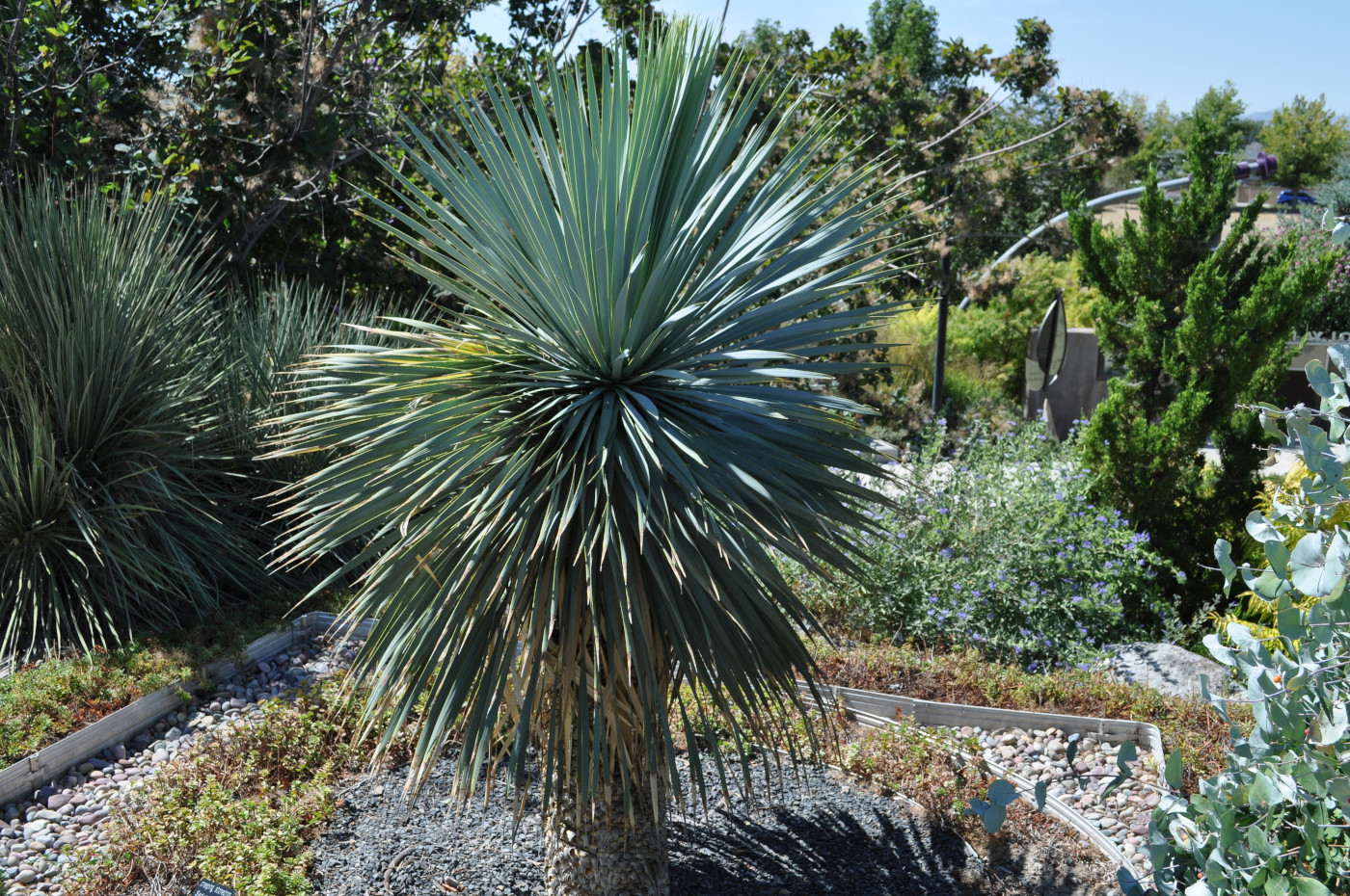 Blue Beaked Yucca