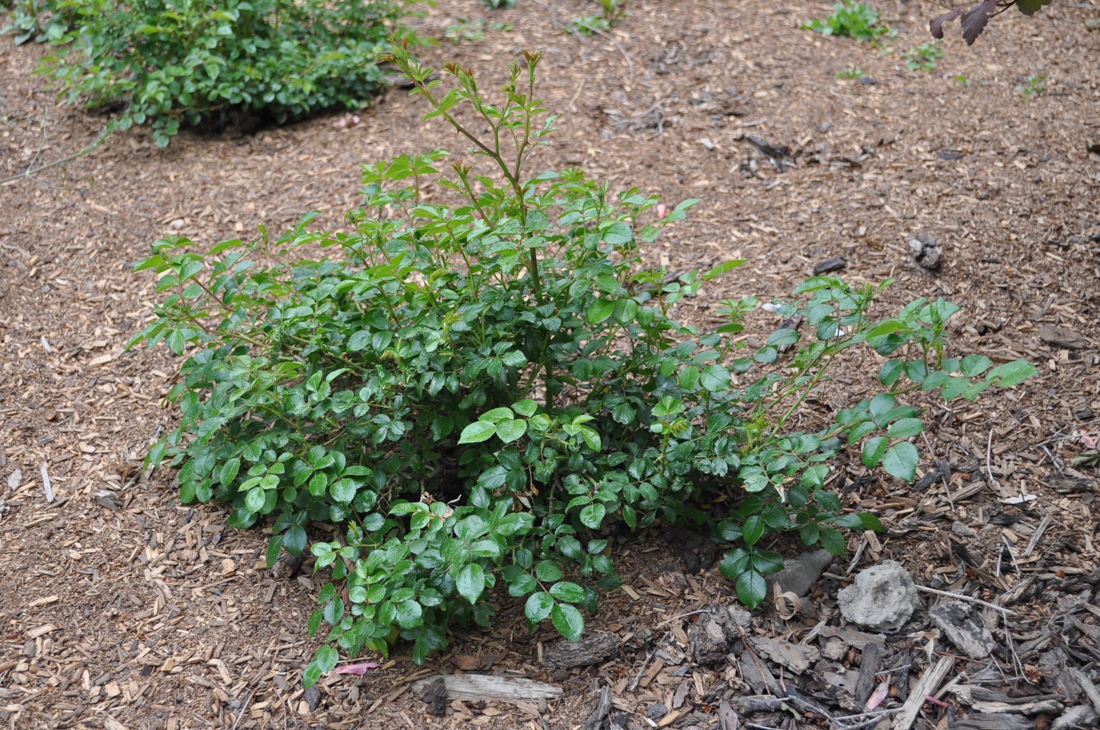 Flower Carpet Pink Splash Groundcover Rose