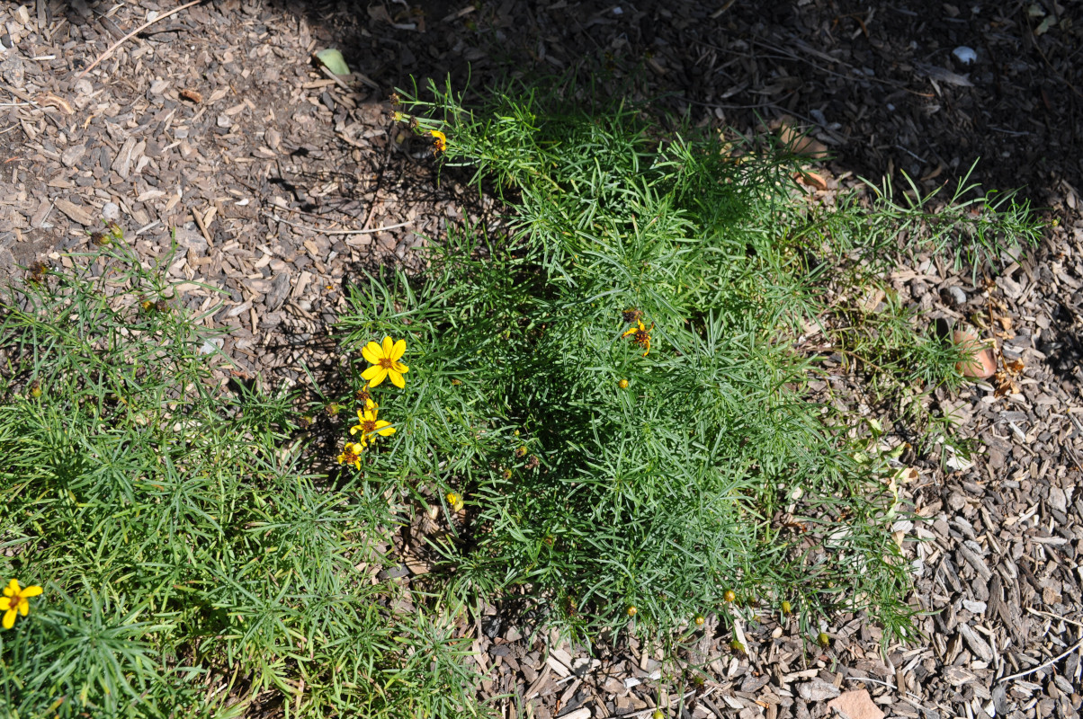 Imperial Sun Coreopsis