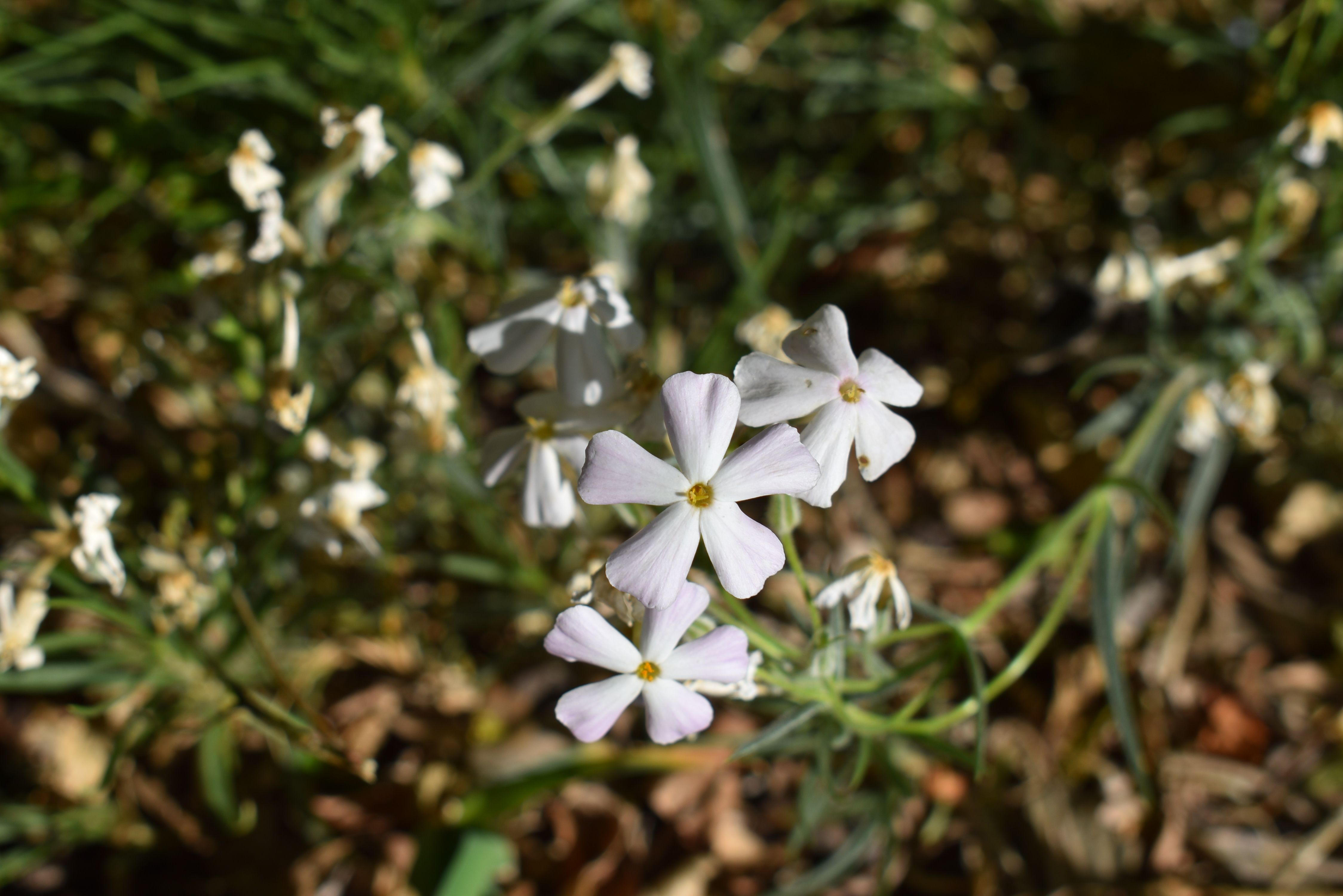 Longleaf Phlox