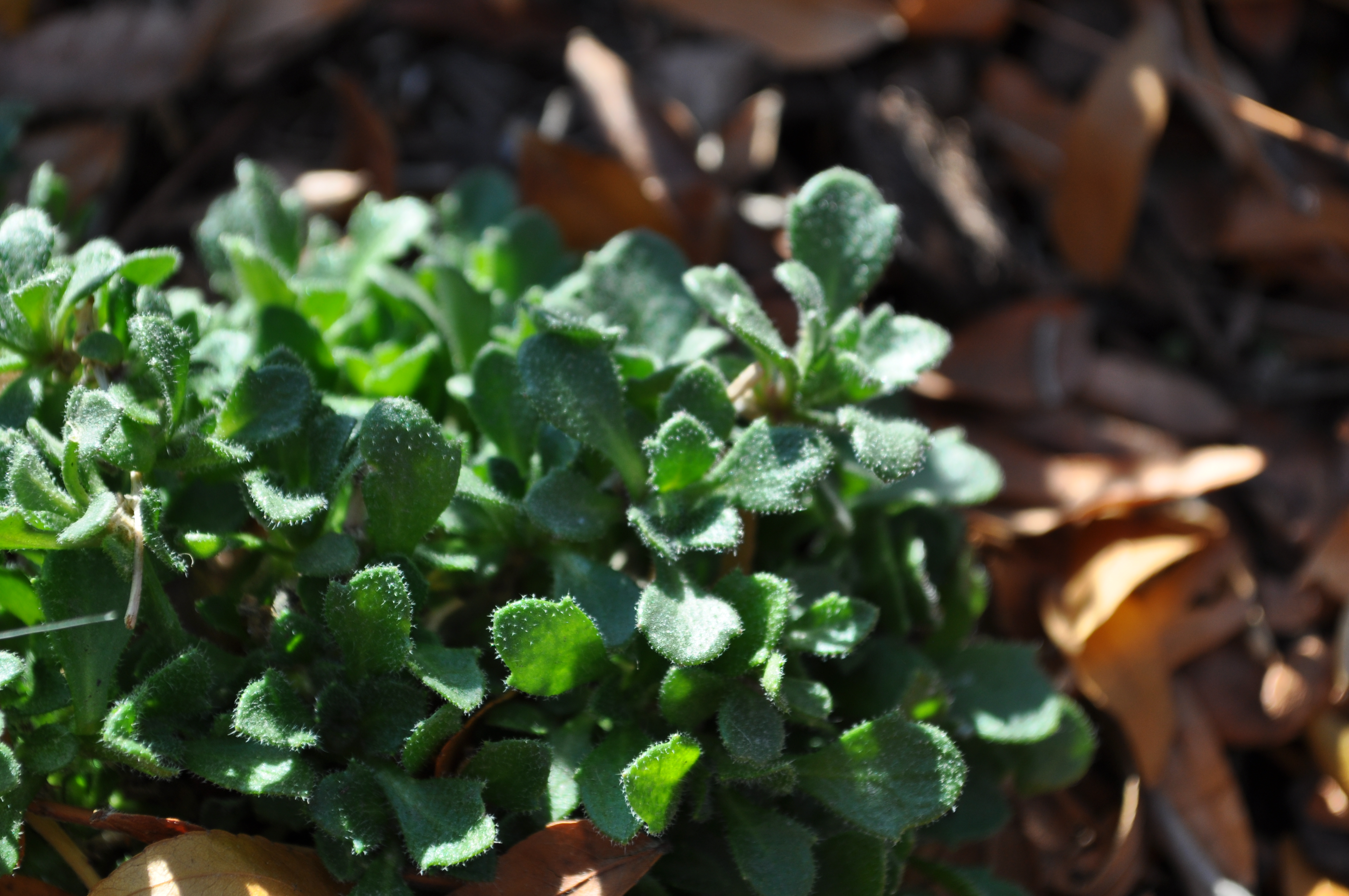 Audrey Red Rock Cress