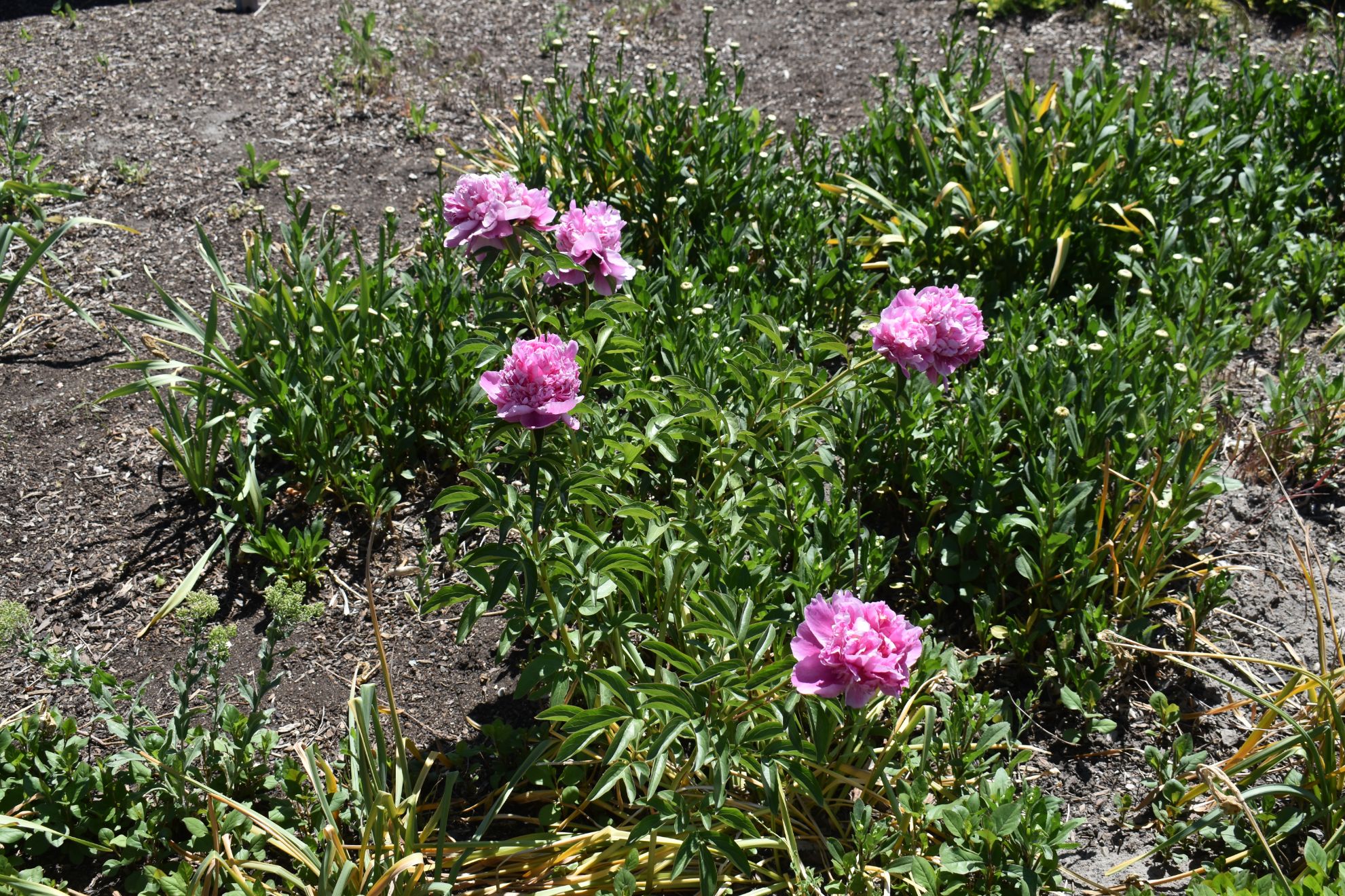 Sebastian Maas Peony