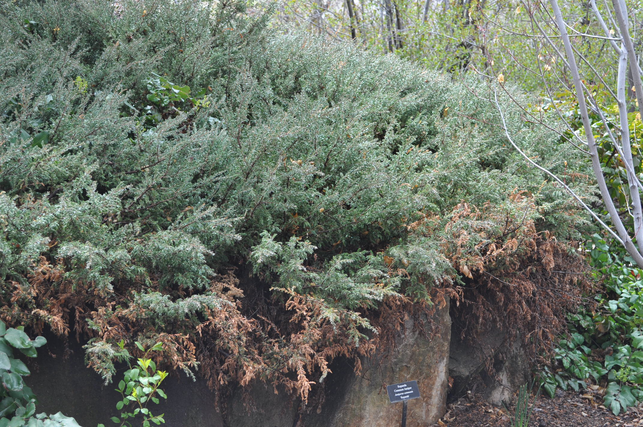 Repanda Common Juniper