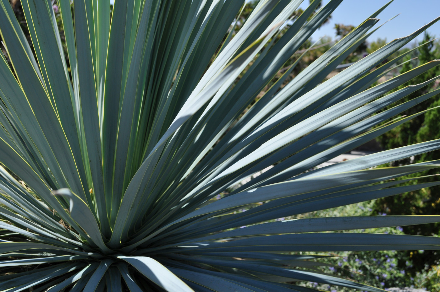 Blue Beaked Yucca