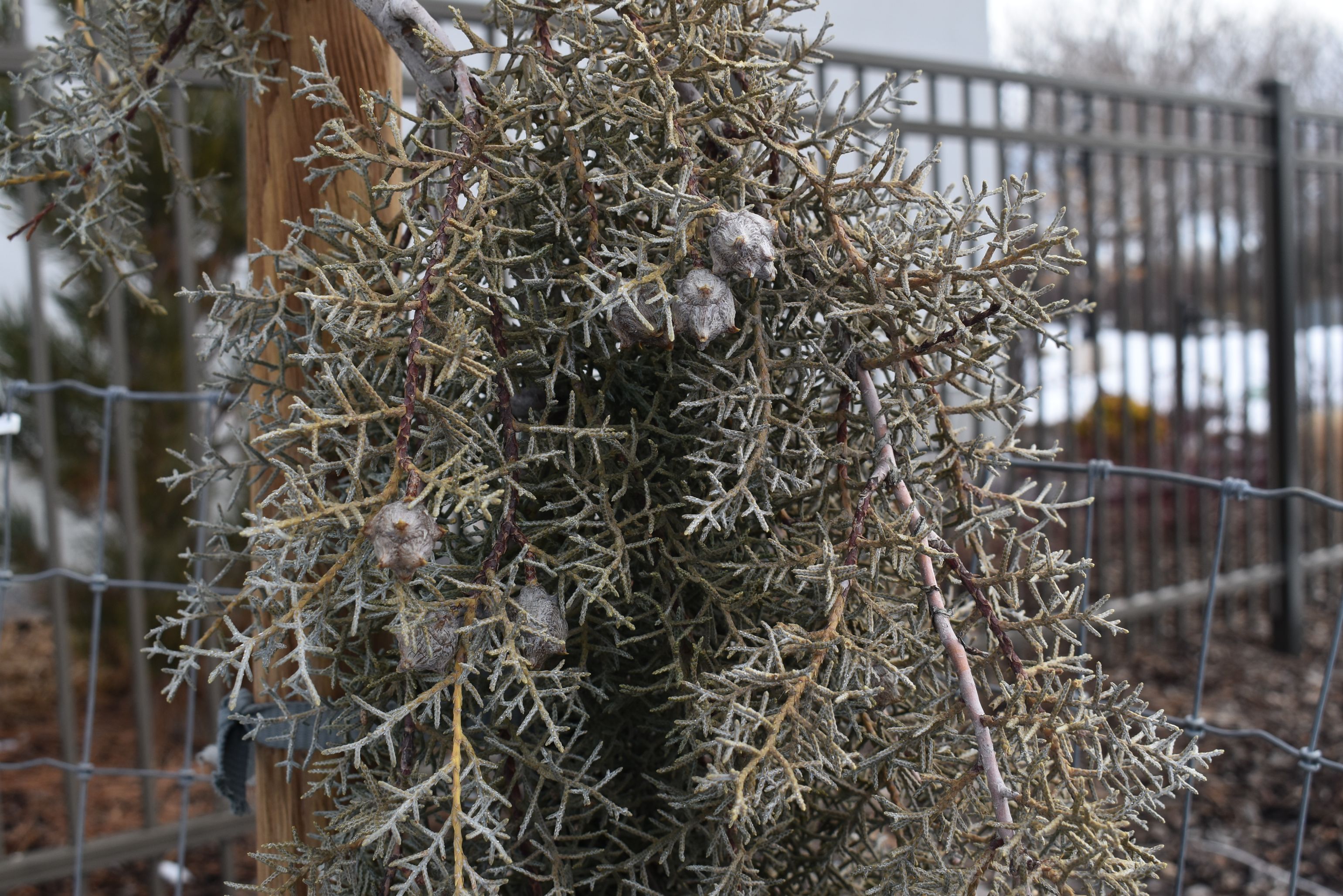 Raywood's Weeping Arizona Cypress