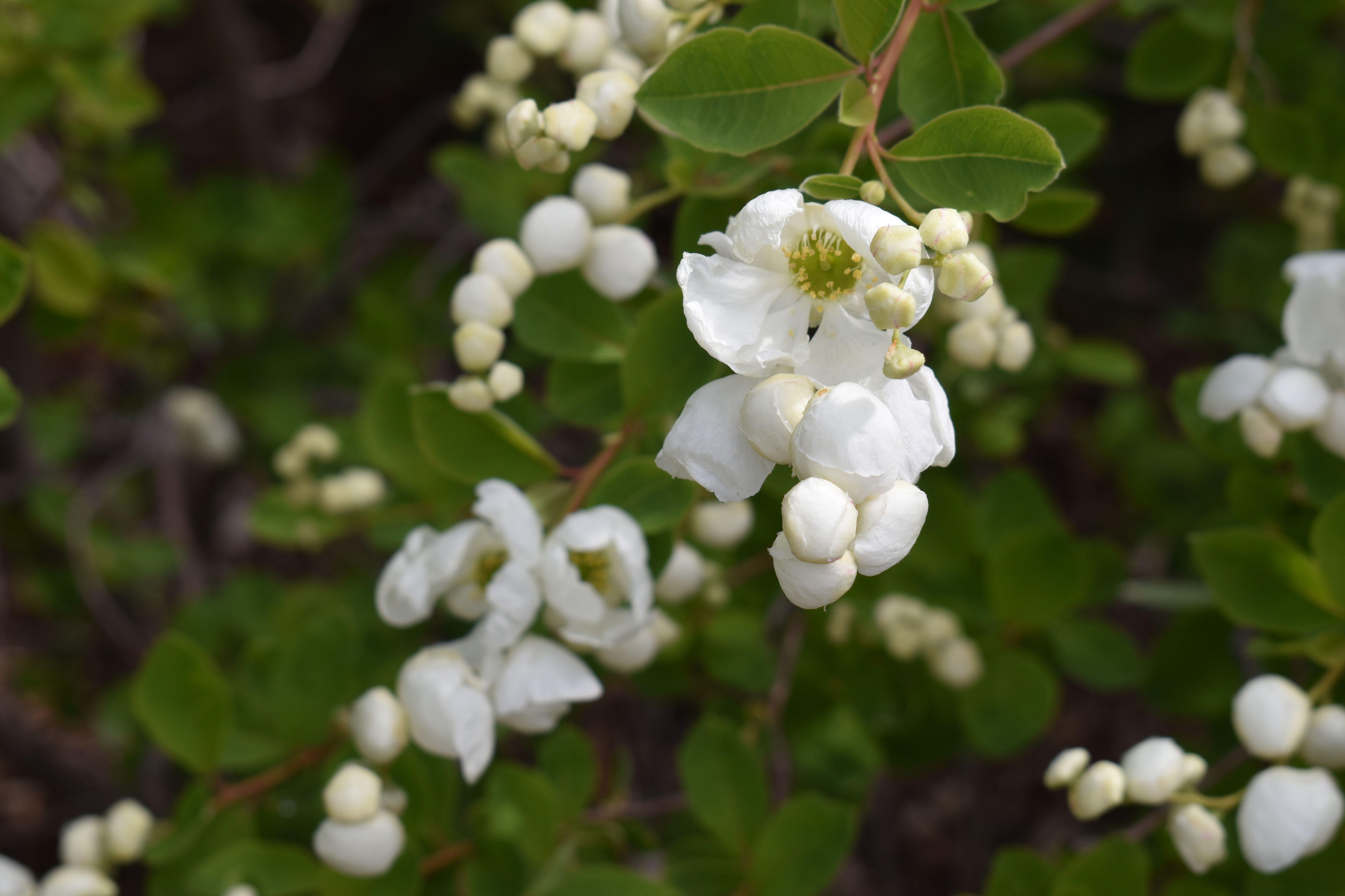 Snow Day Surprise Pearl Bush