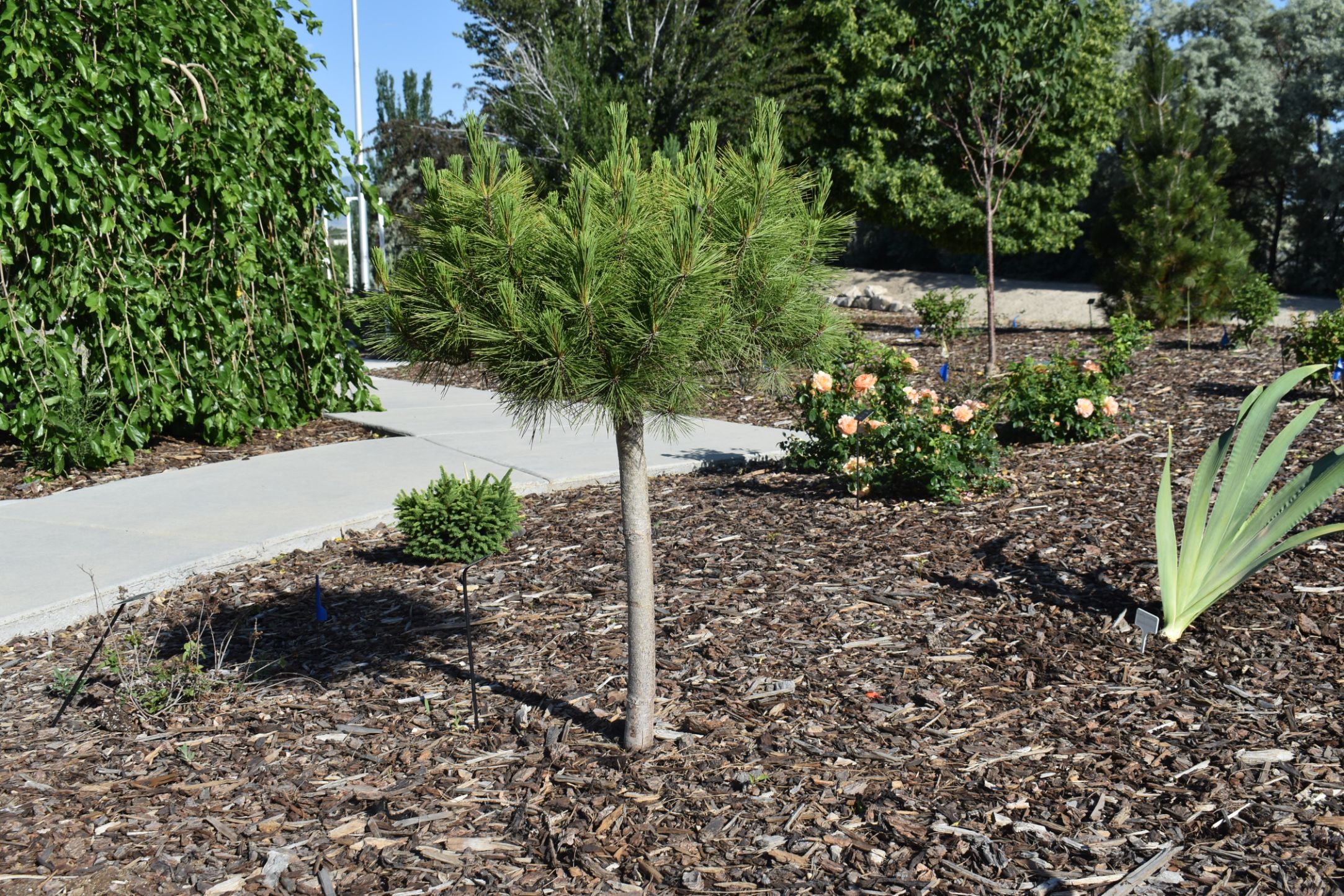 Compact Tanyosho Japanese Red Pine