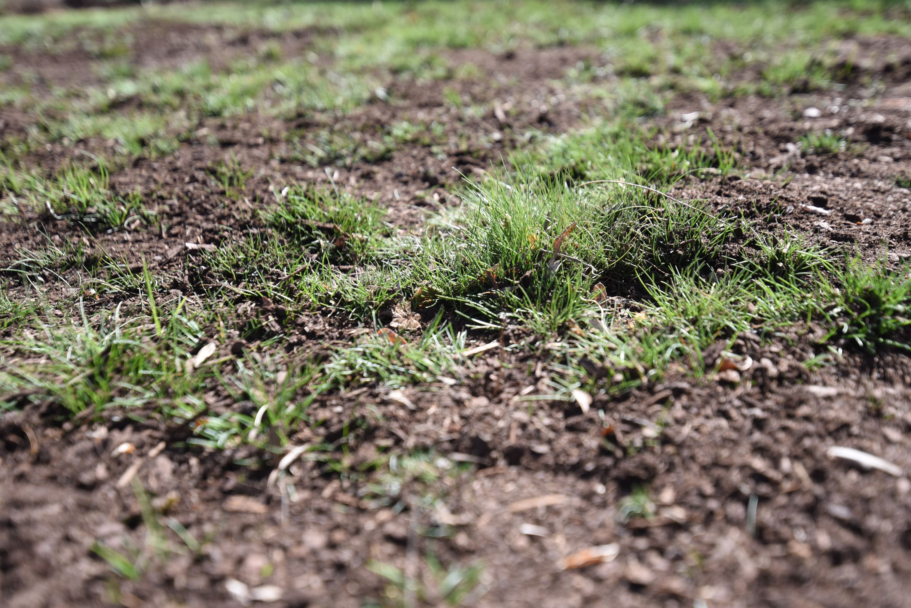 Let It Bee Lawn Mix