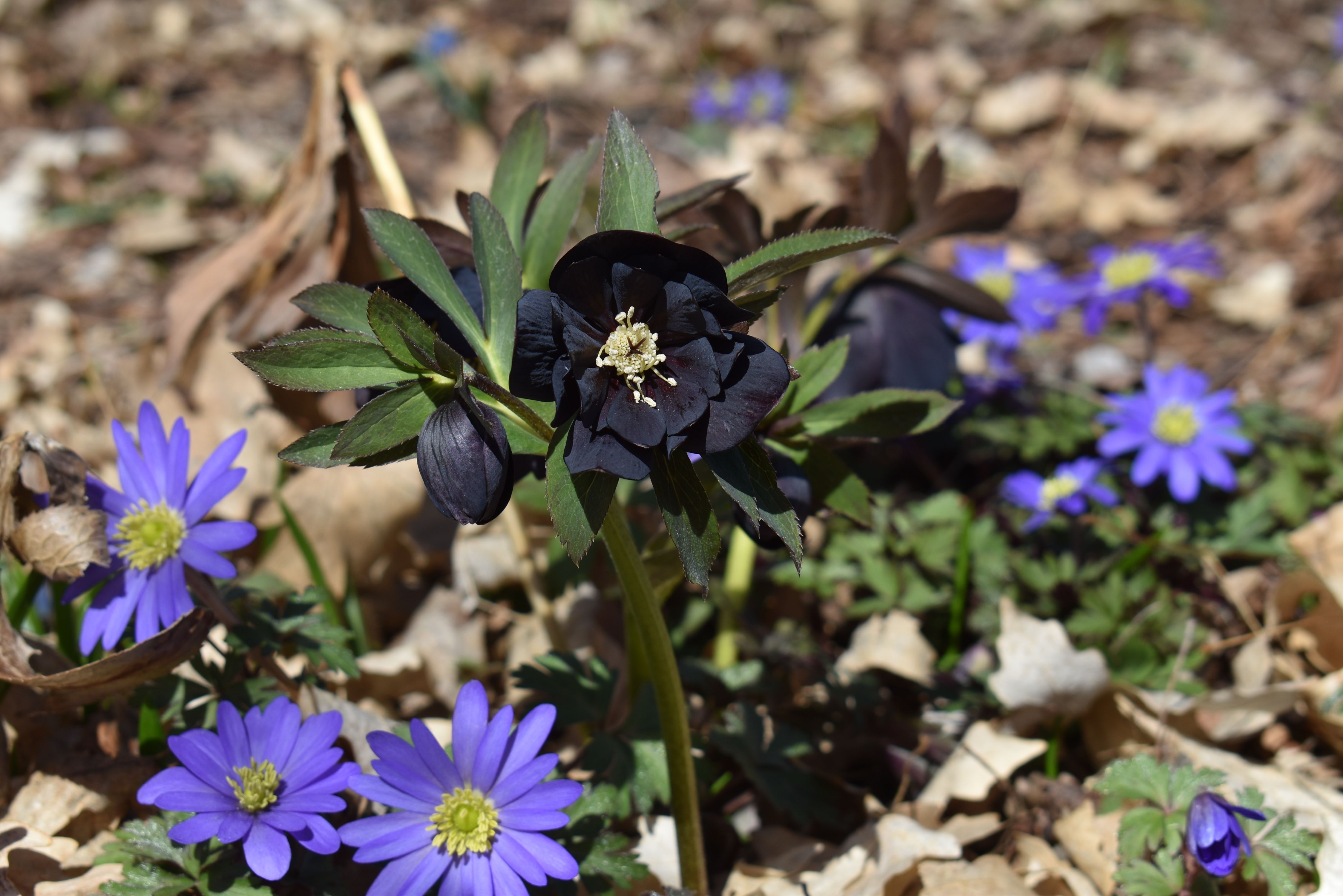 Winter Jewels Onyx Odyssey Lenten Rose
