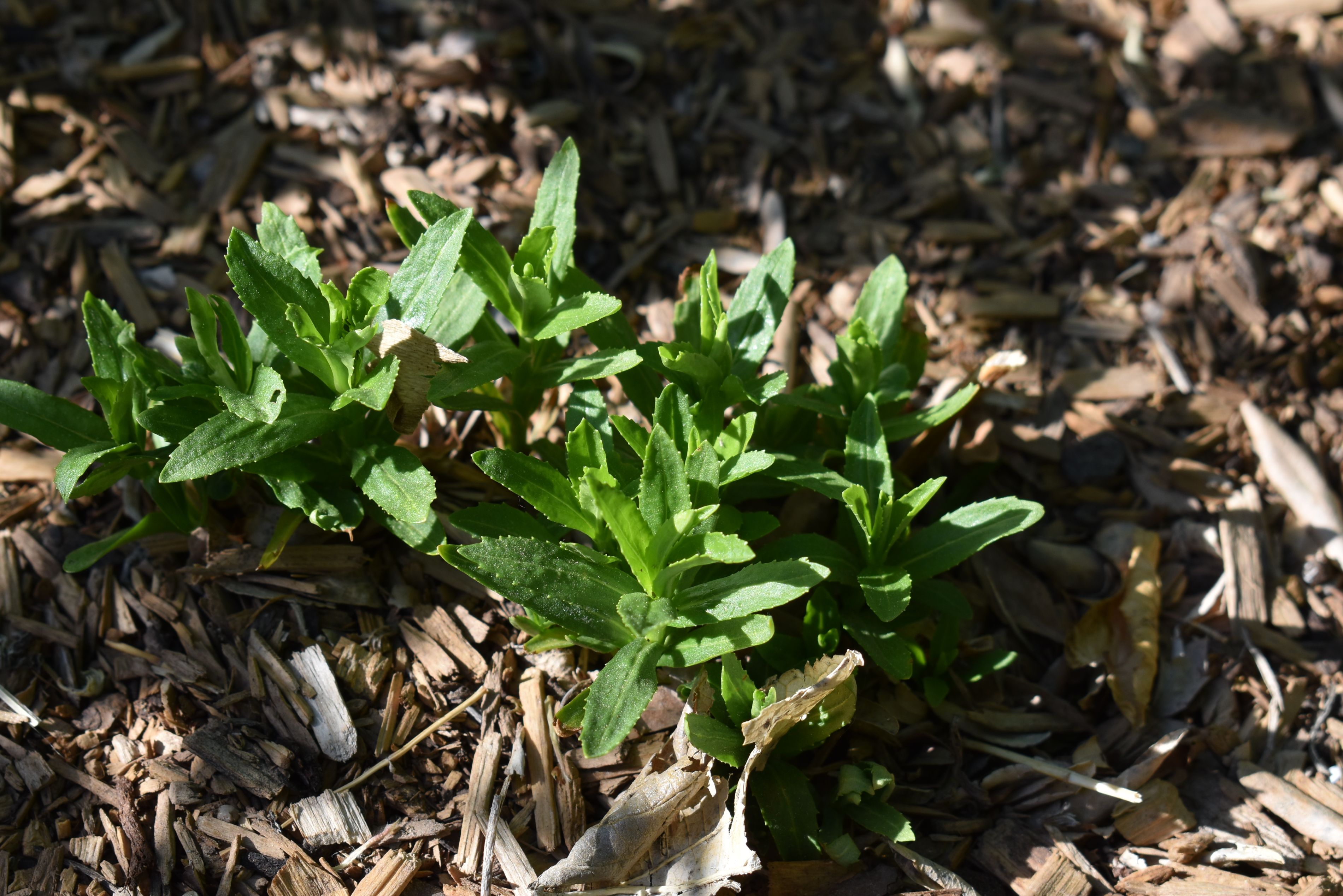 Miss Manners Obedient Plant