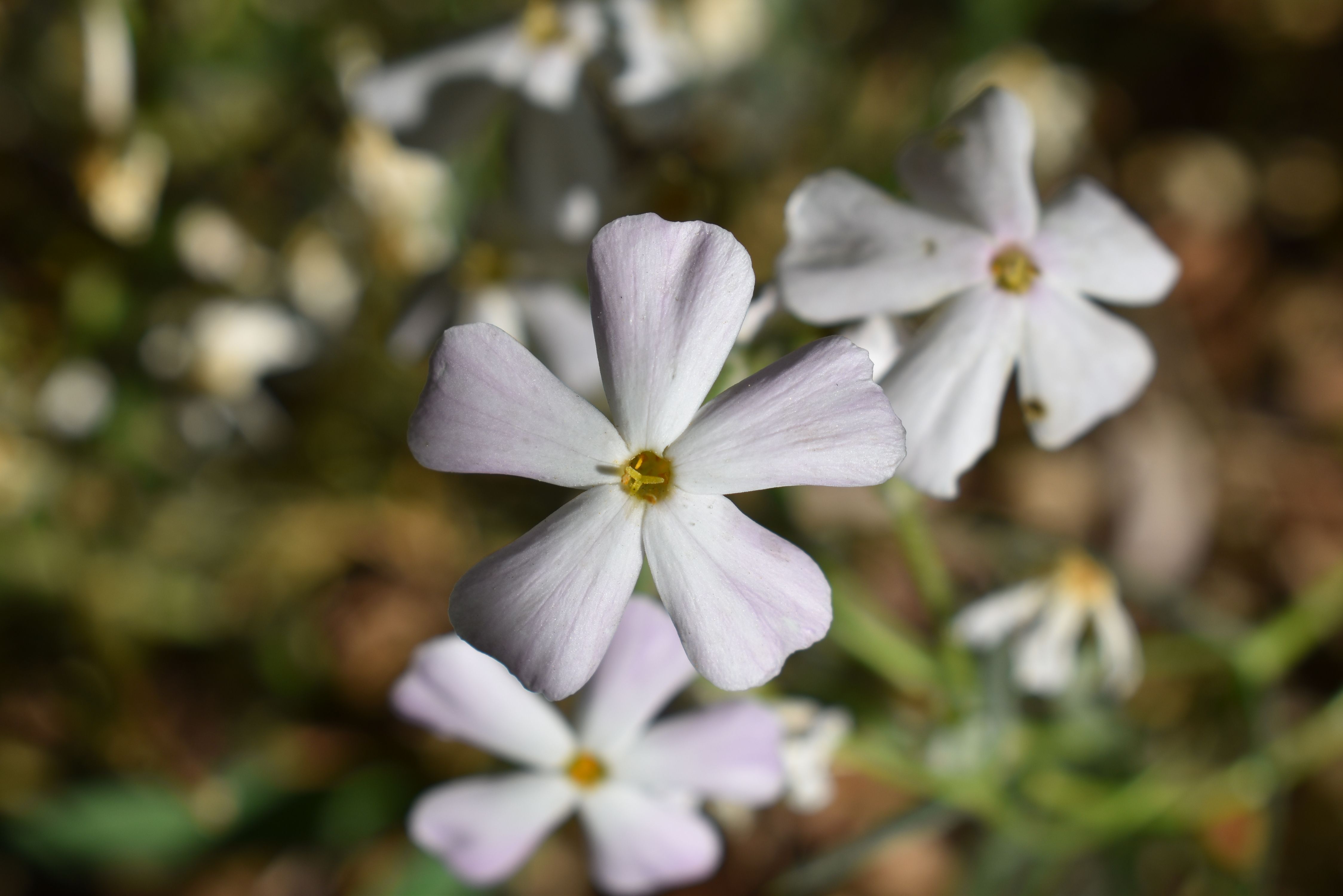 Longleaf Phlox